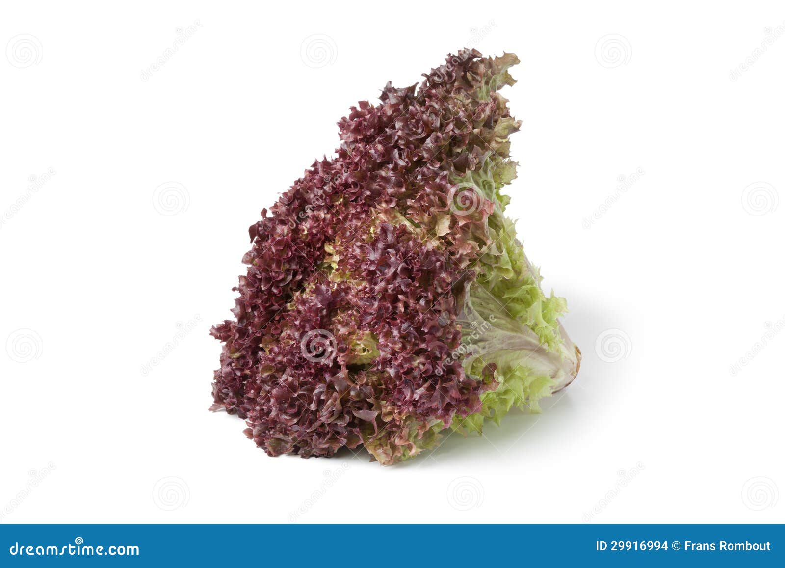 Lollo Rosso lettuce stock photo. Image of lollo, background - 29916994