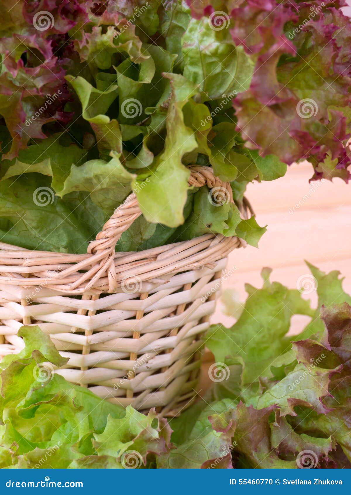 Lollo rosso salad stock photo. Image of organic, purple - 55460770