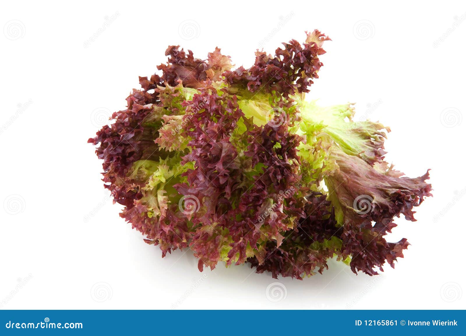 Lollo Rosso Salat stockbild. Bild von nahrung, frisch - 12165861