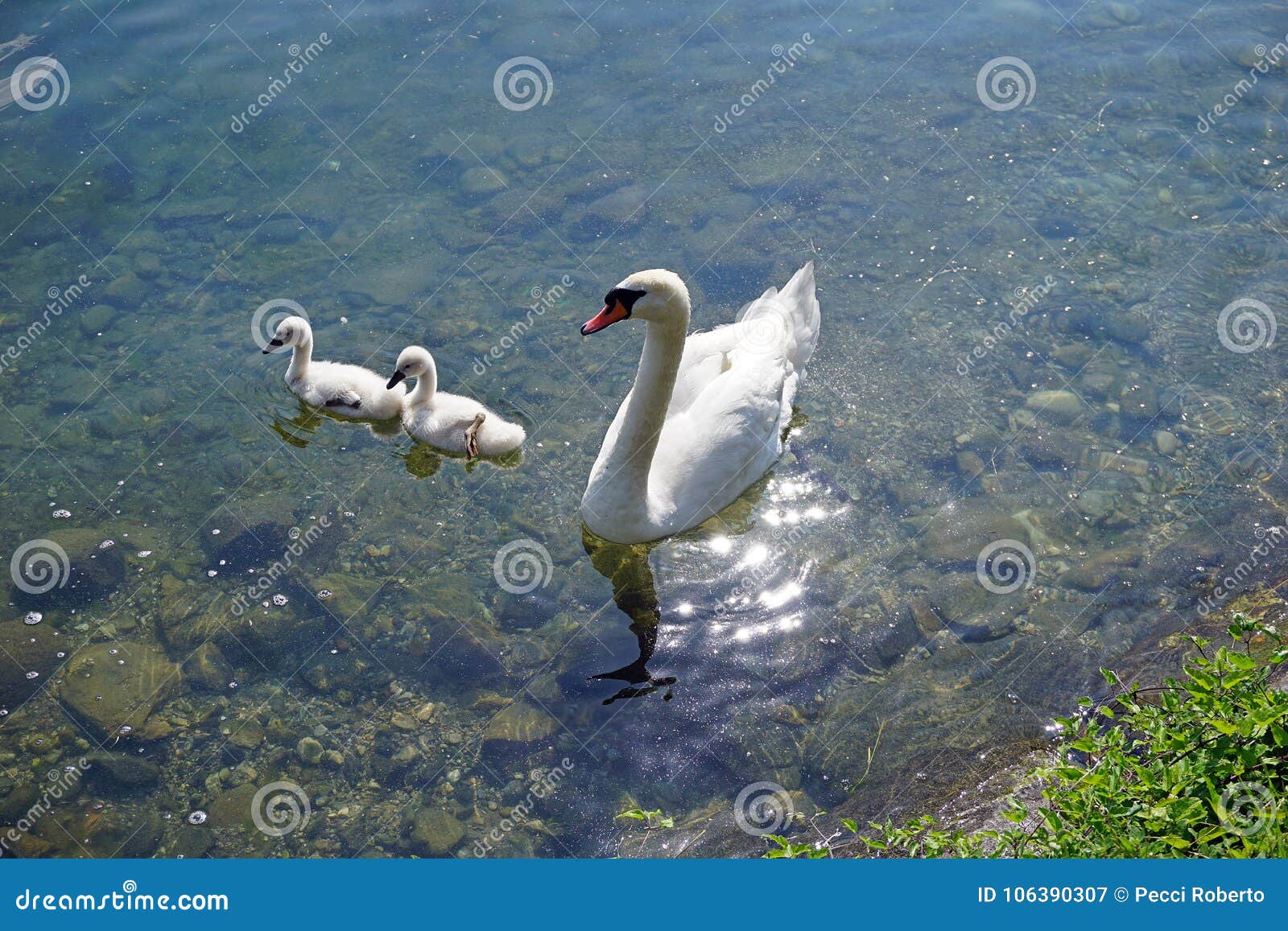 Italy, Lombardy, Adda River, Swan with Chicks Stock Image - Image of ...