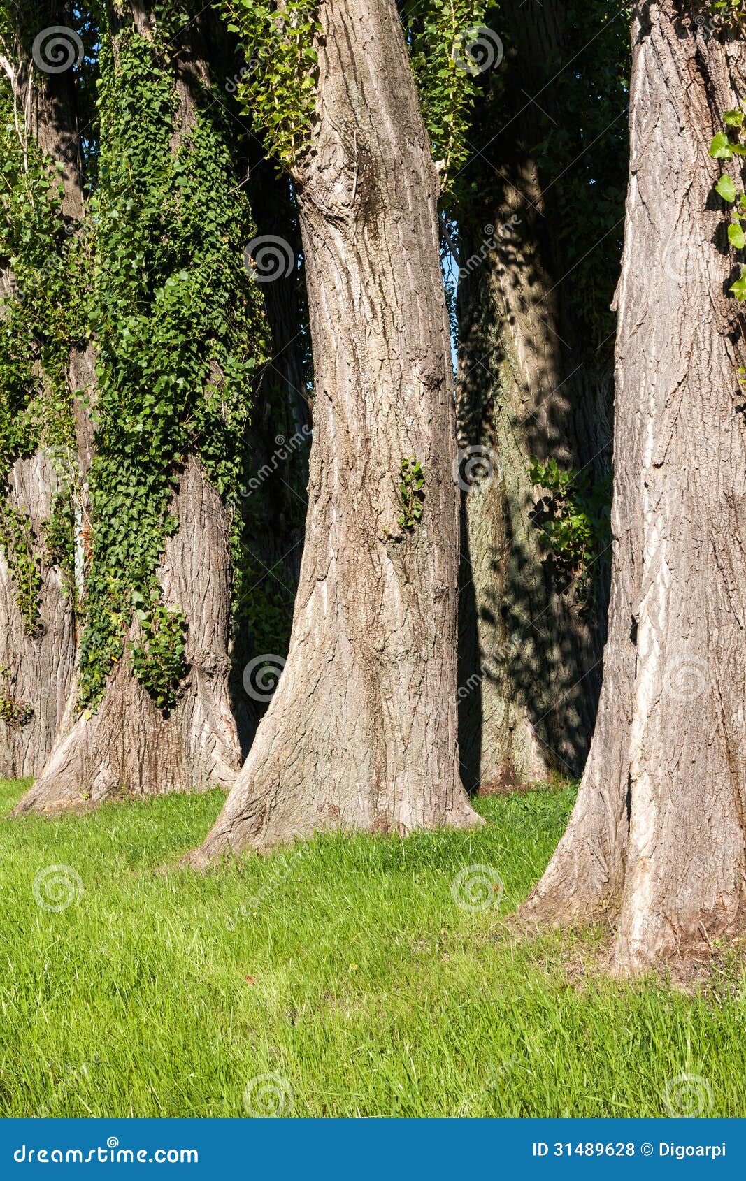 Lombardy poplars stock photo. Image of agricultural, strong - 31489628
