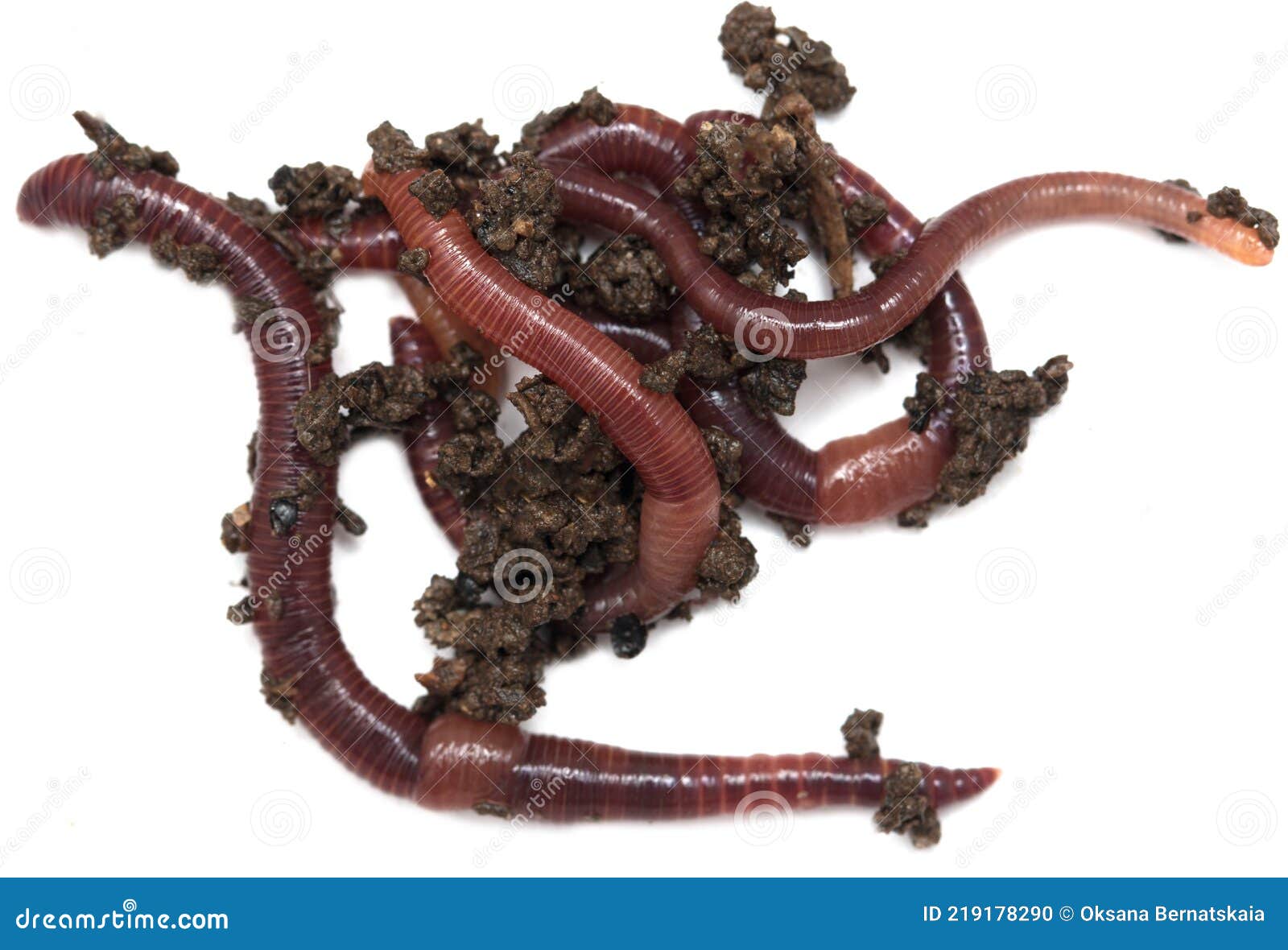 Lombrices Sobre Un Fondo Blanco Foto de archivo - Imagen de fangoso ...