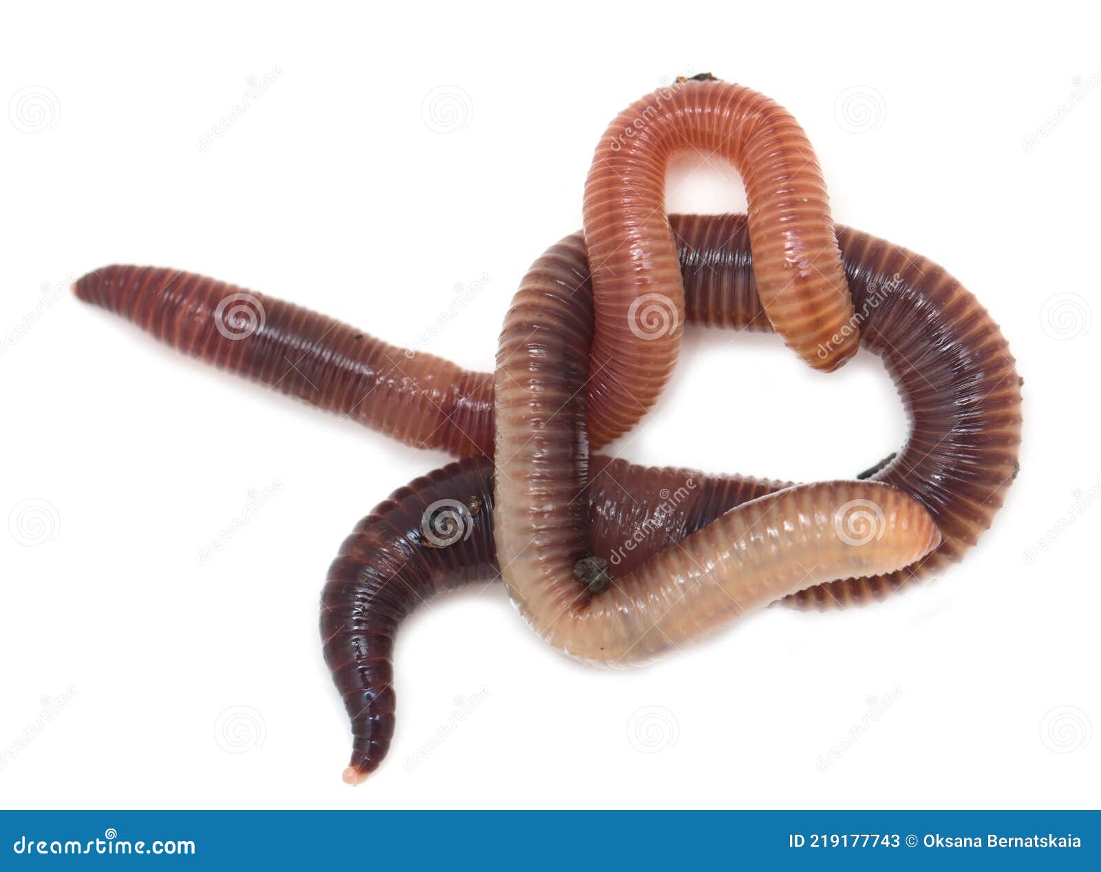 Lombriz De Tierra Sobre Fondo Blanco Imagen de archivo - Imagen de ...