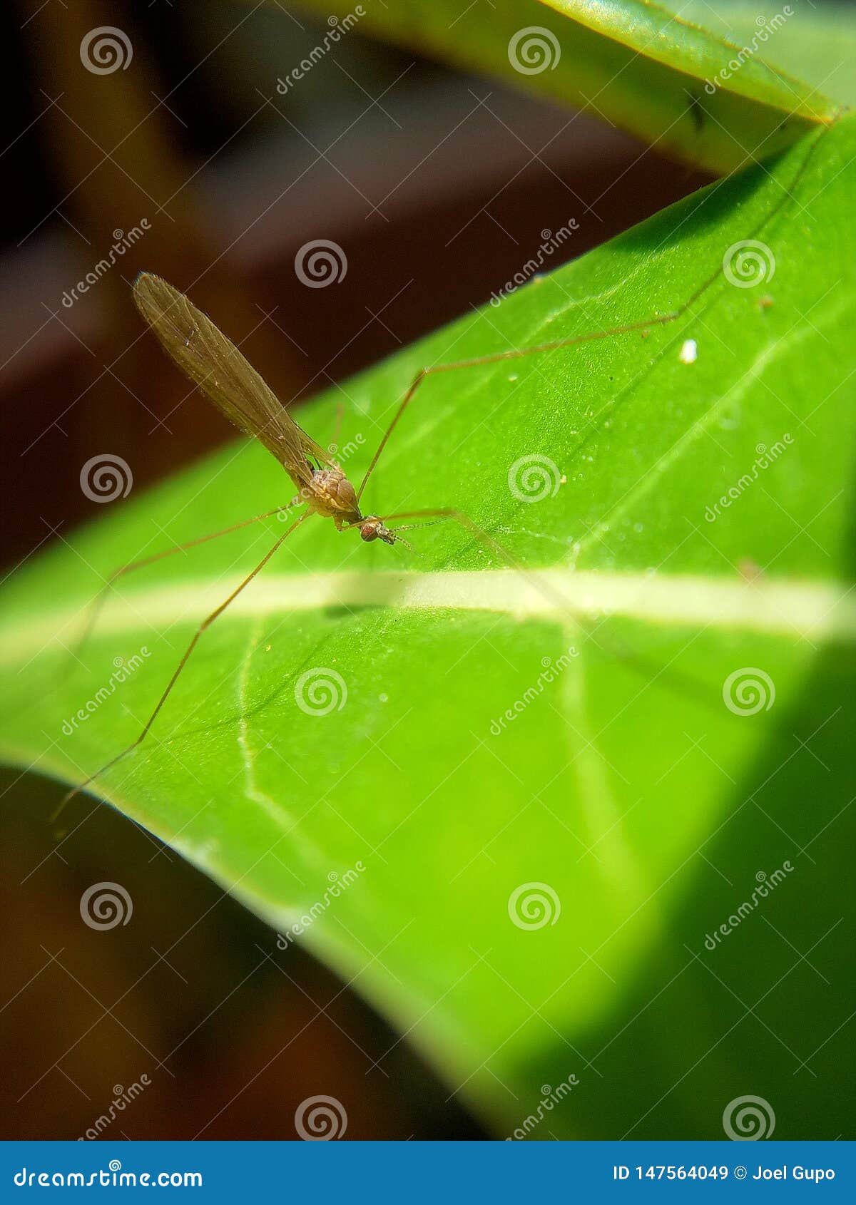 Long logged bug stock image. Image of lomg, leaf, logged - 147564049