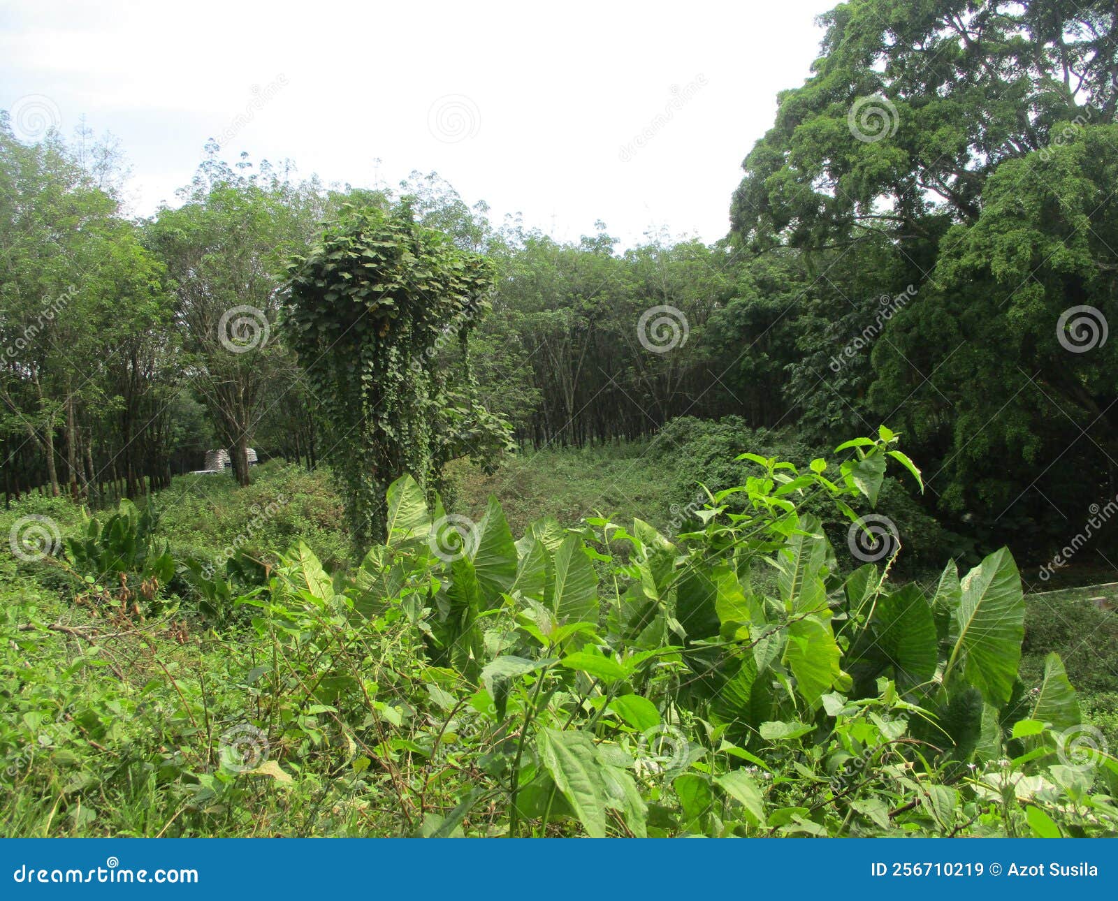 Lompong Forest Valley stock image. Image of crop, green - 256710219