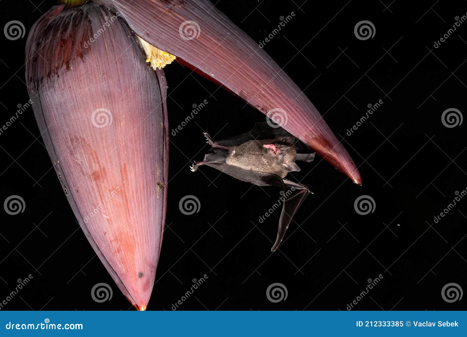 Lonchophylla Robusta, Orange Nectar Bat the Bat is Hovering and ...