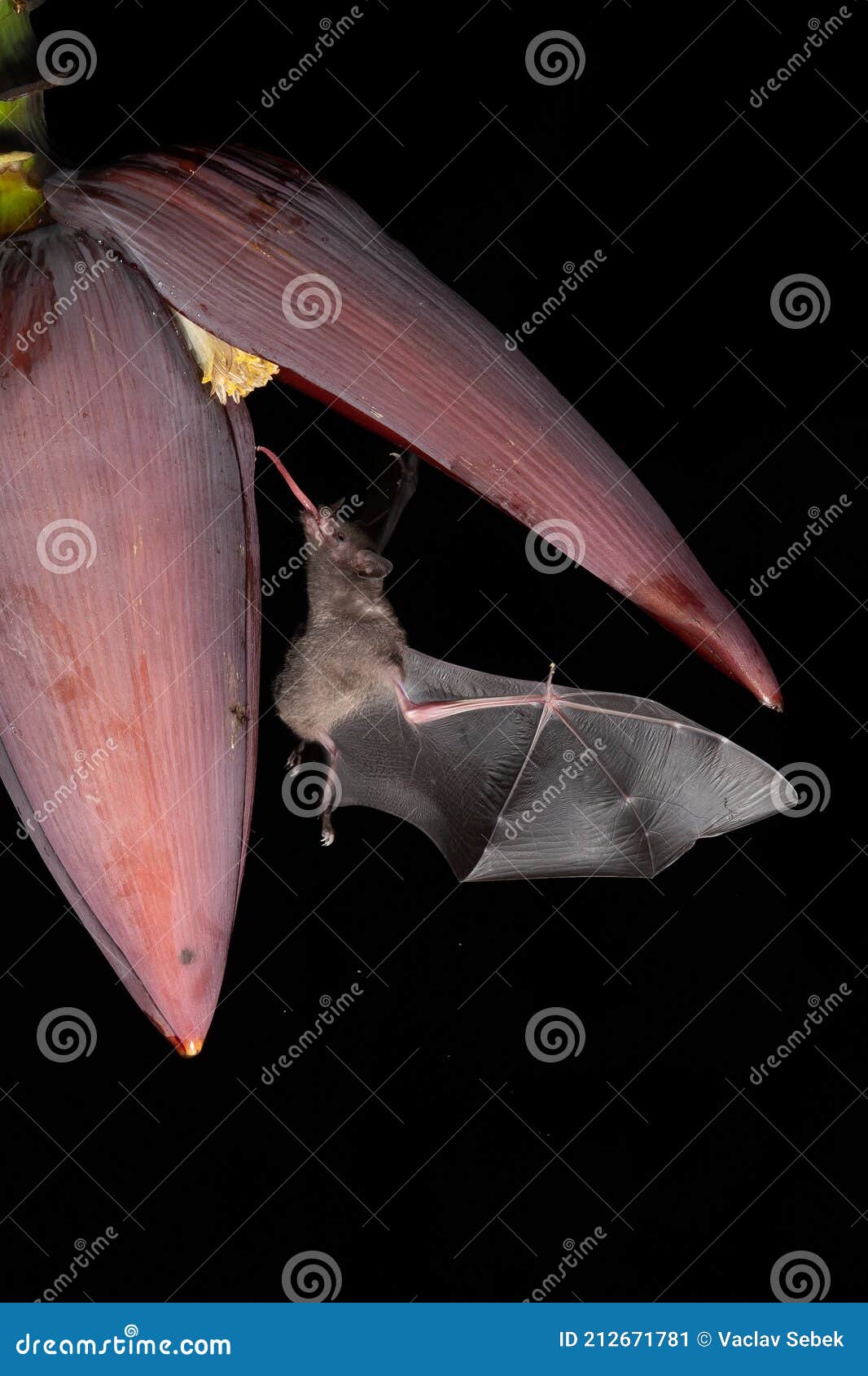 Lonchophylla Robusta, Orange Nectar Bat the Bat is Hovering and ...