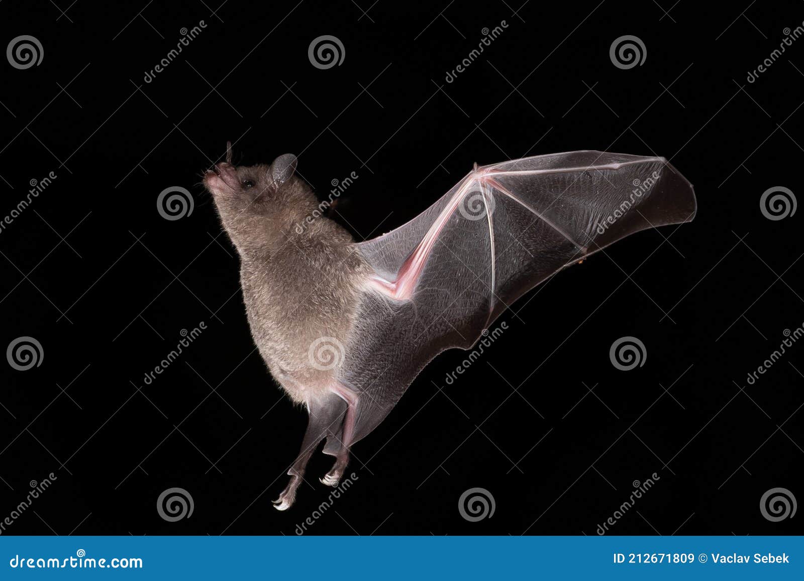 Lonchophylla Robusta, Orange Nectar Bat the Bat is Hovering and ...