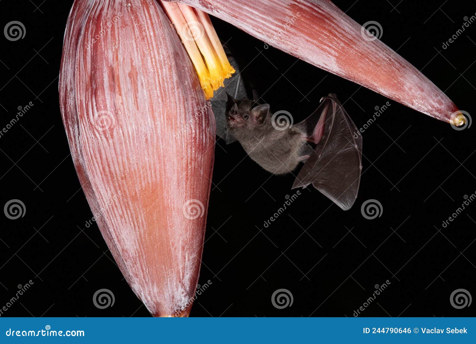 Lonchophylla Robusta, Orange Nectar Bat the Bat is Hovering and ...