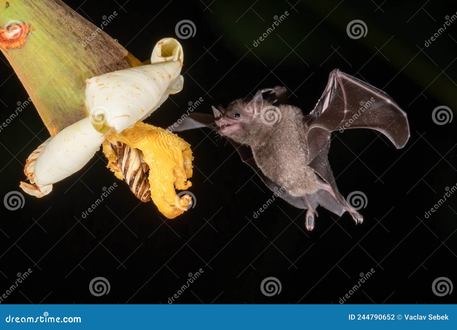 Lonchophylla Robusta, Orange Nectar Bat the Bat is Hovering and ...