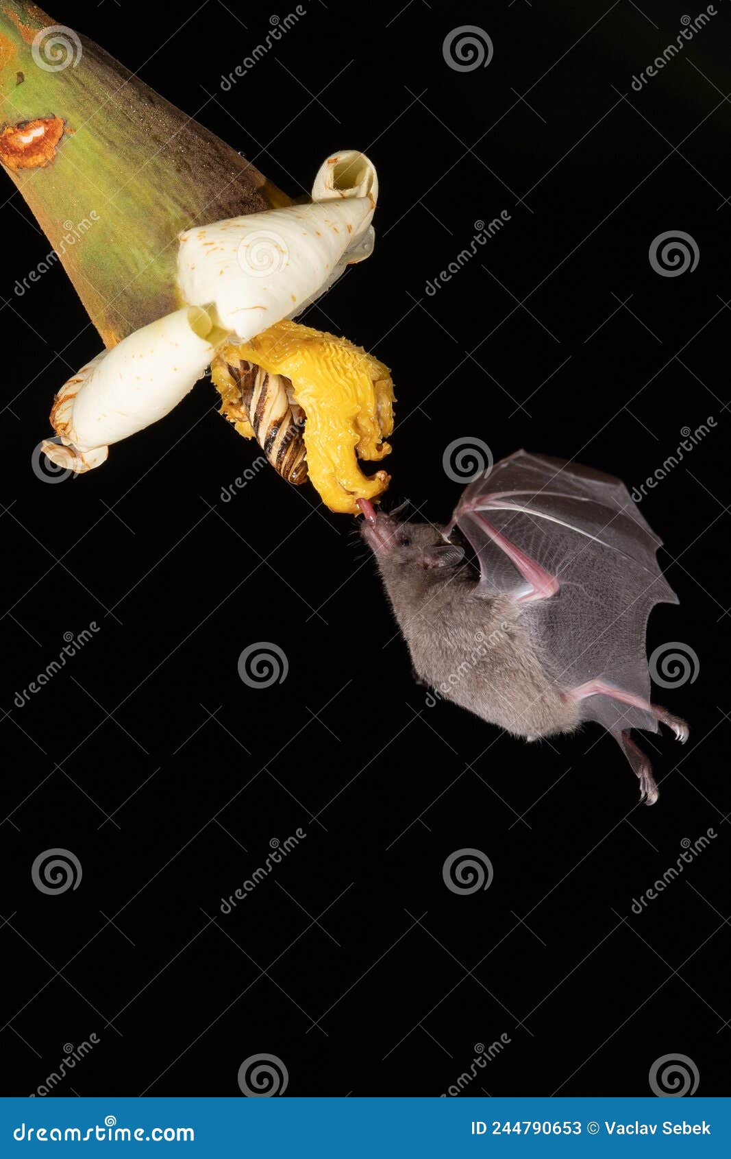 Lonchophylla Robusta, Orange Nectar Bat the Bat is Hovering and ...