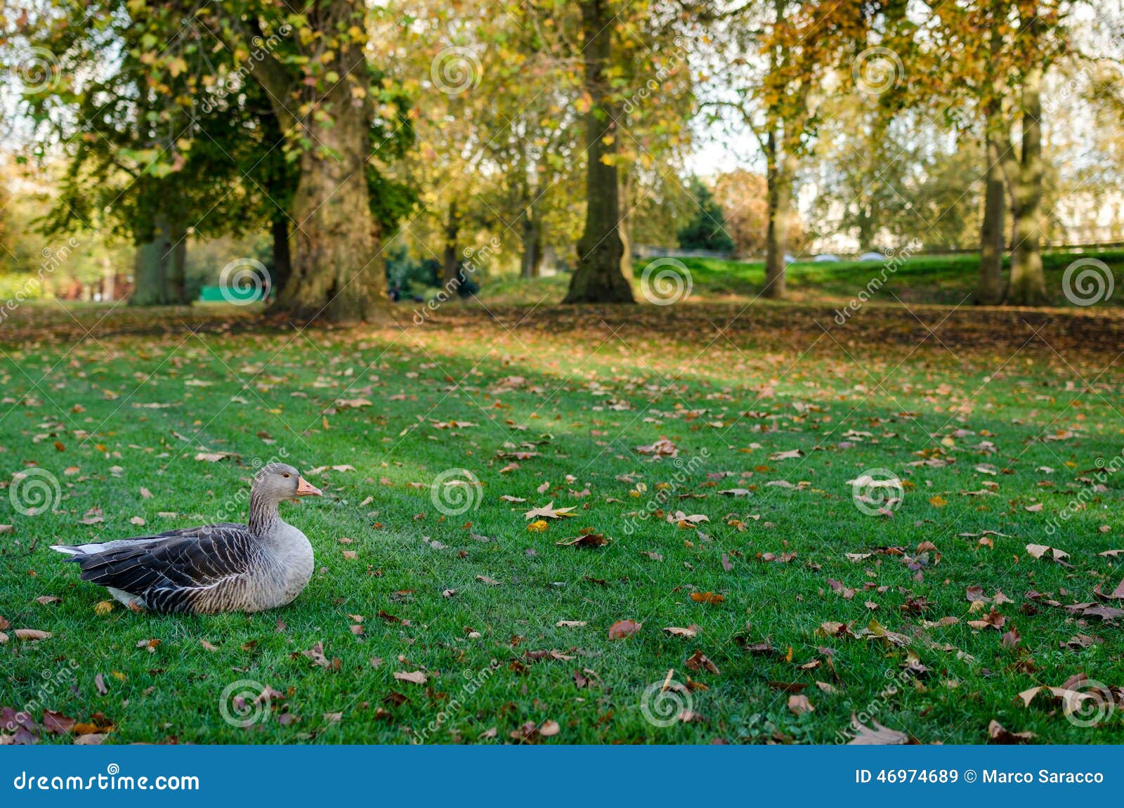 London, Duck in St. James Park Stock Image - Image of sunset, europe ...