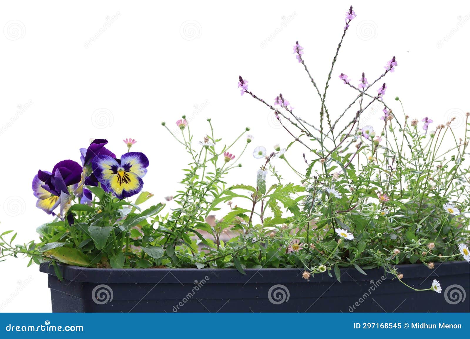 Horizontal Flower Pot in White Background with Pansies & Petunias Stock ...