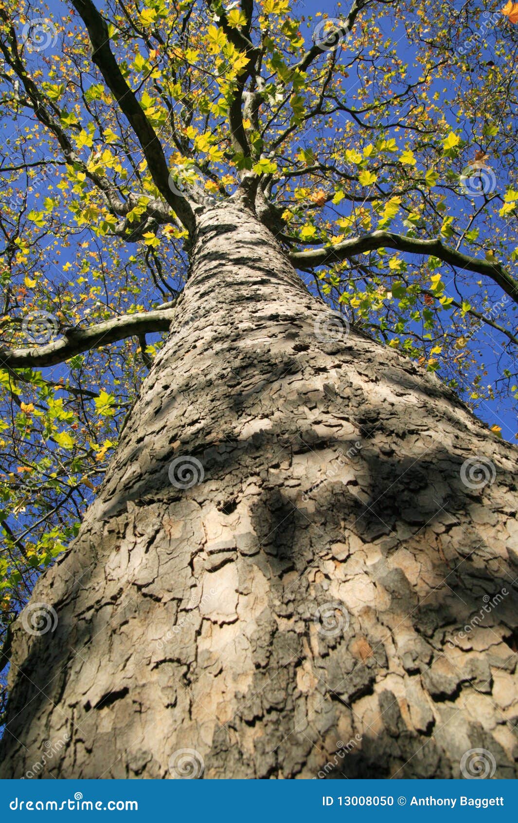 London Plane tree stock photo. Image of fall, plane, mighty - 13008050