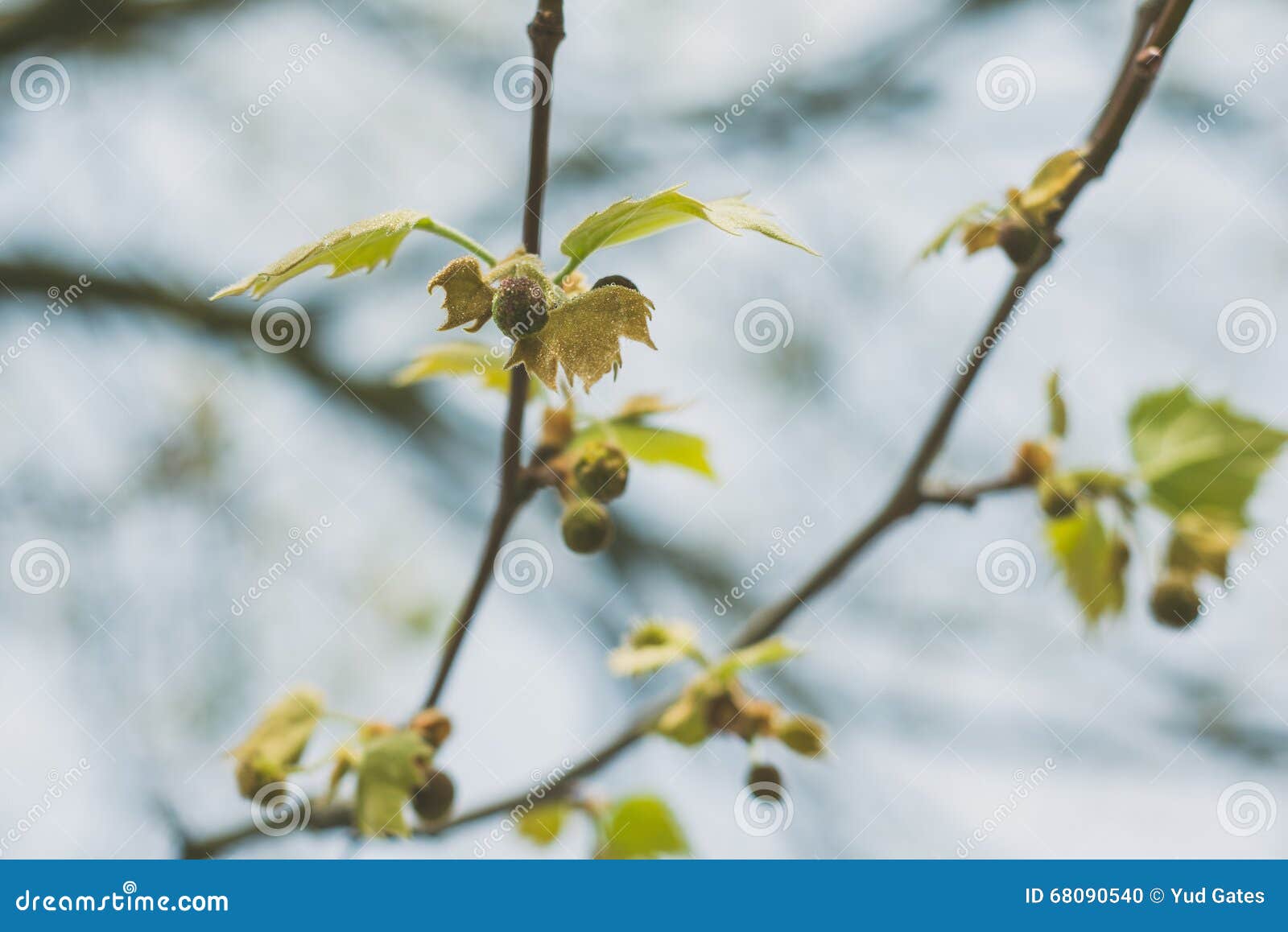 London plane tree stock photo. Image of starting, london - 68090540