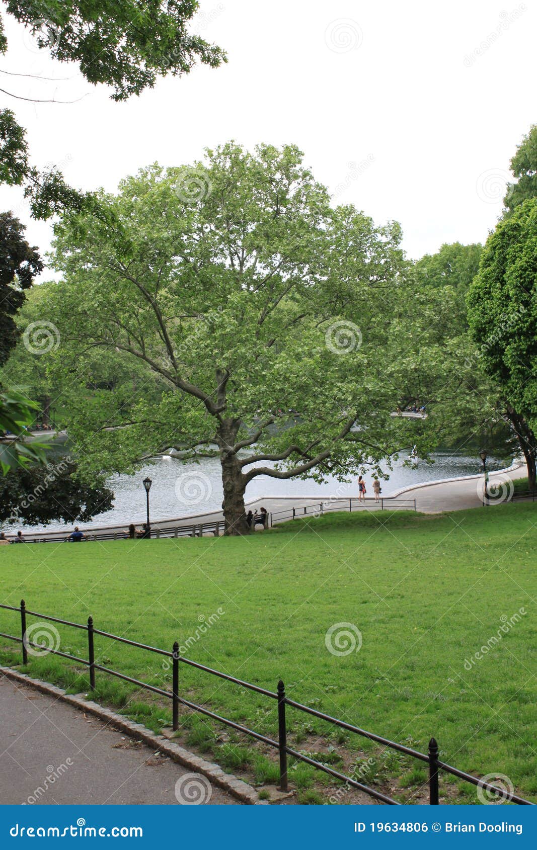 London Plane Tree in Central Park Stock Photo - Image of hill, urban ...