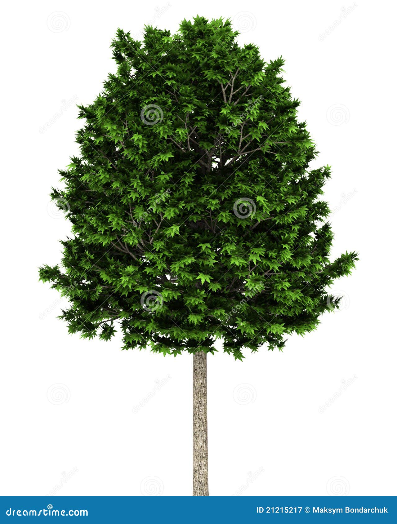 Plane Tree Drawing, Platanus Acerifolia Royalty-Free Stock Photo ...