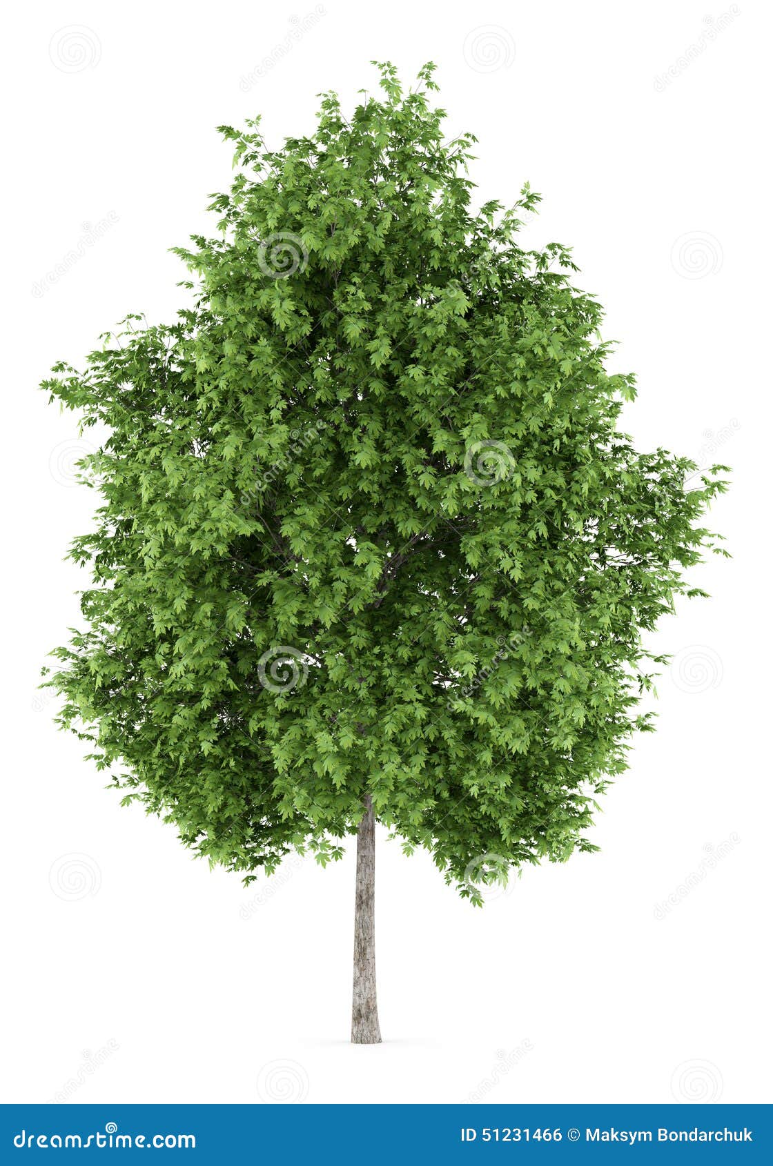 Plane Tree Drawing, Platanus Acerifolia Royalty-Free Stock Photo ...