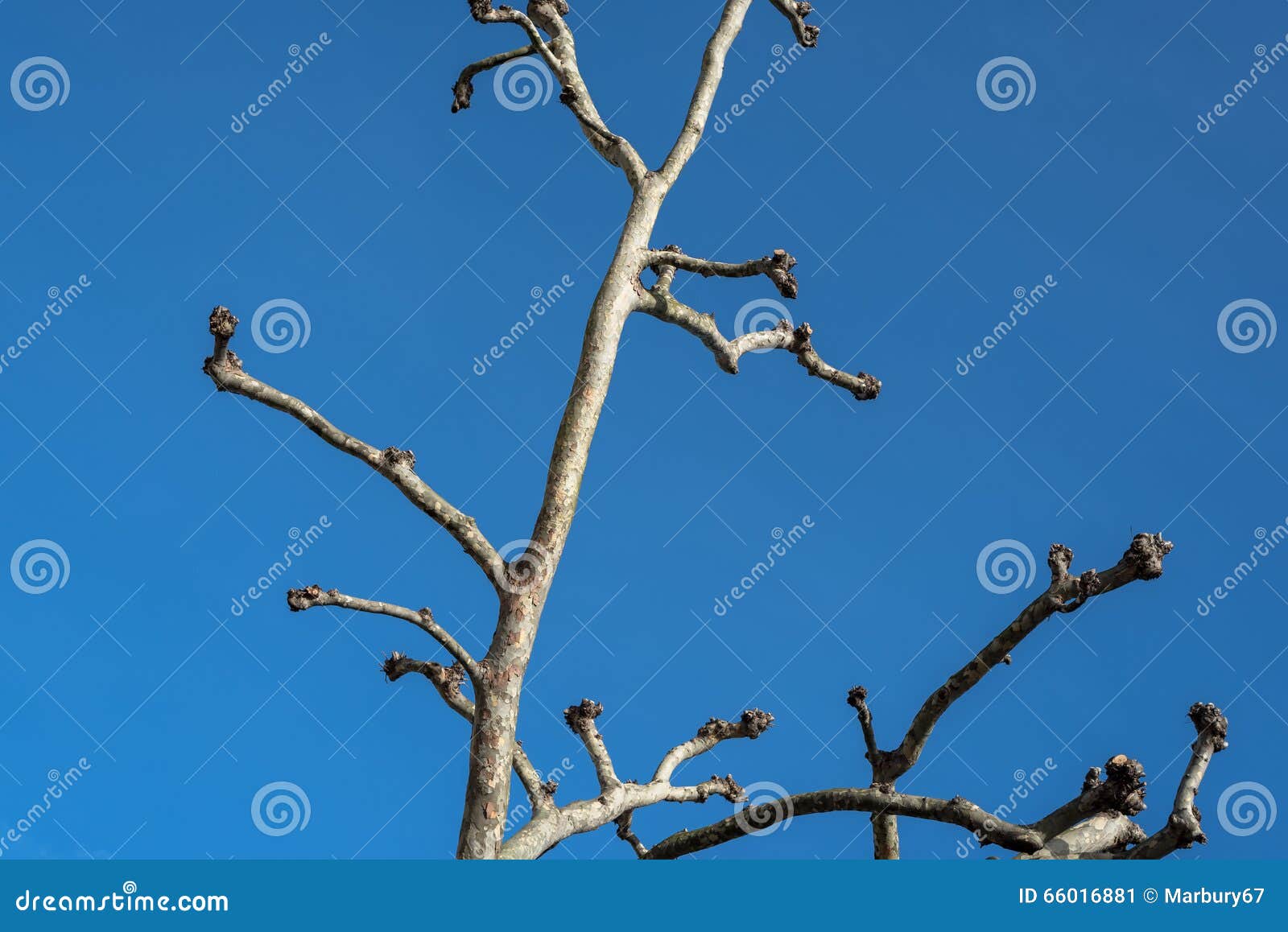 London Plane Tree stock image. Image of bark, background - 66016881