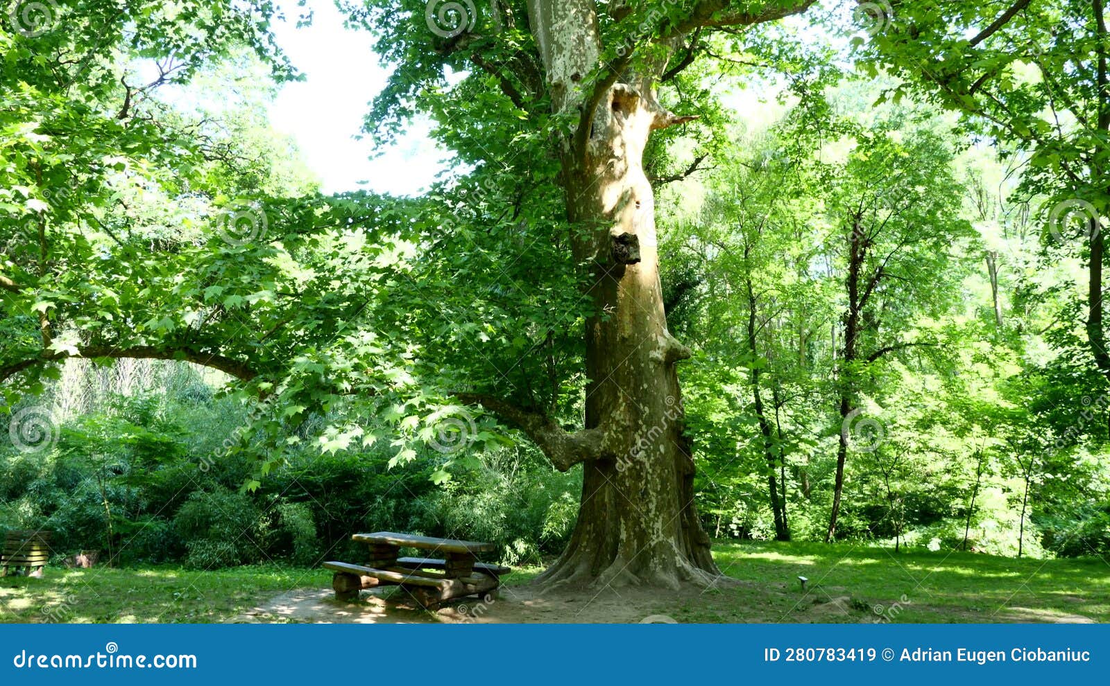 London Planetree Large Deciduous Tree Stock Video - Video of deciduous ...