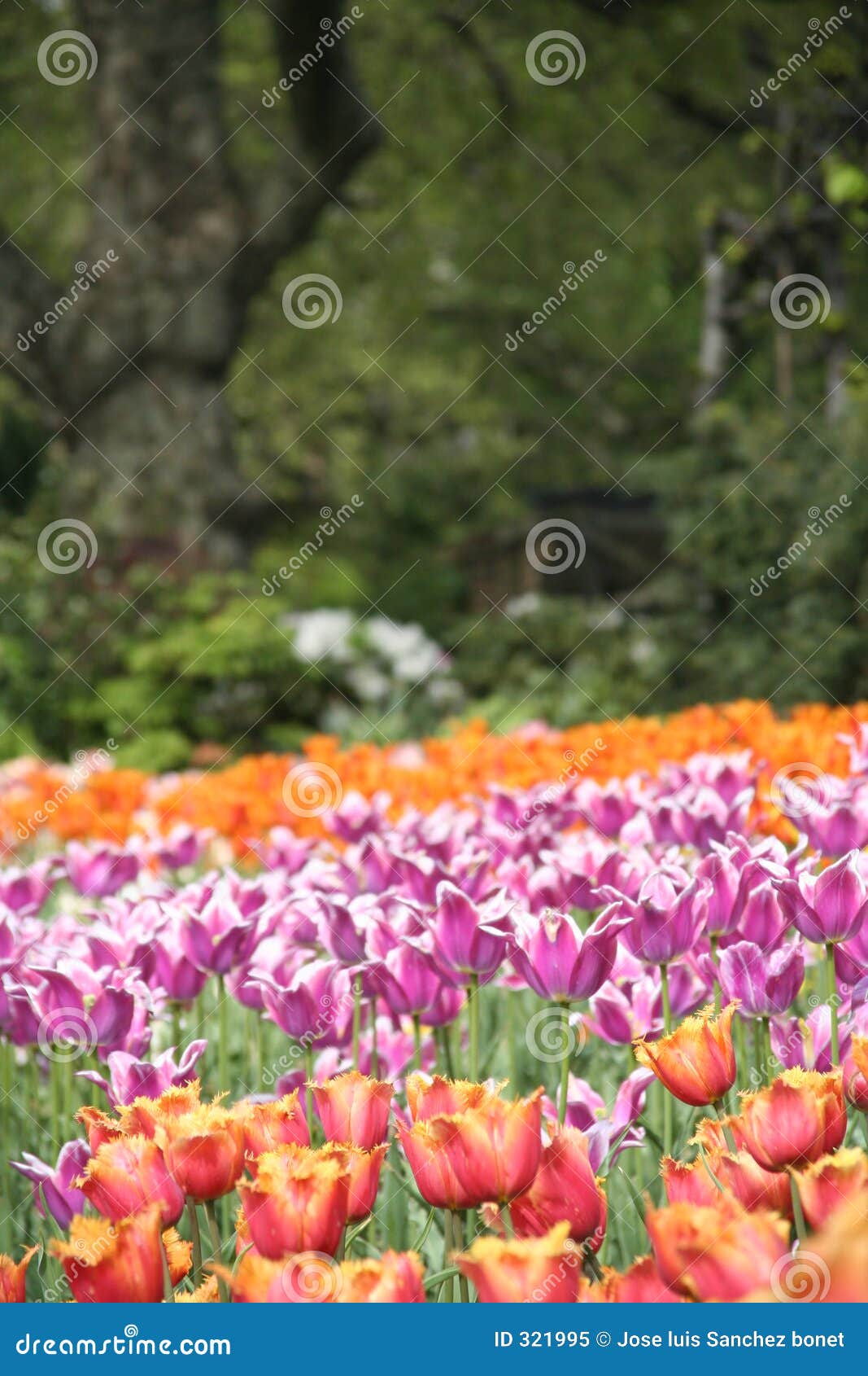 London Spring stock image. Image of london, beautiful, nature - 321995