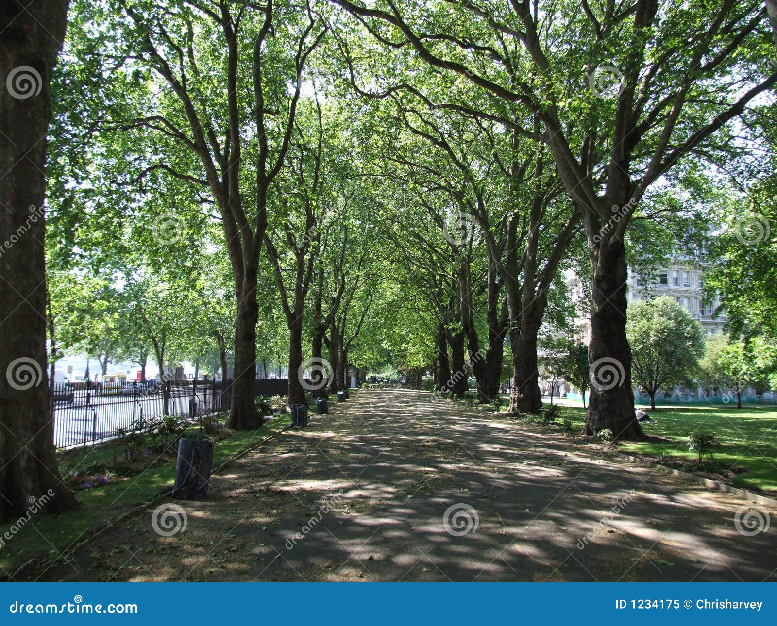 London Trees 2 stock image. Image of london, contrast - 1234175