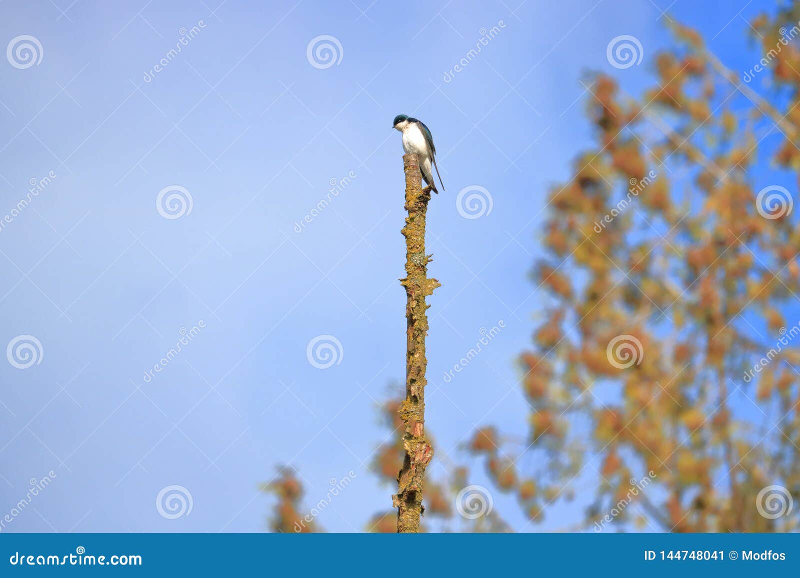 Lone Adult Swallow Perched on Stick Stock Image - Image of ornithology ... Lone Adult Swallow Perched on Stick Stock Image - Image of ornithology ...