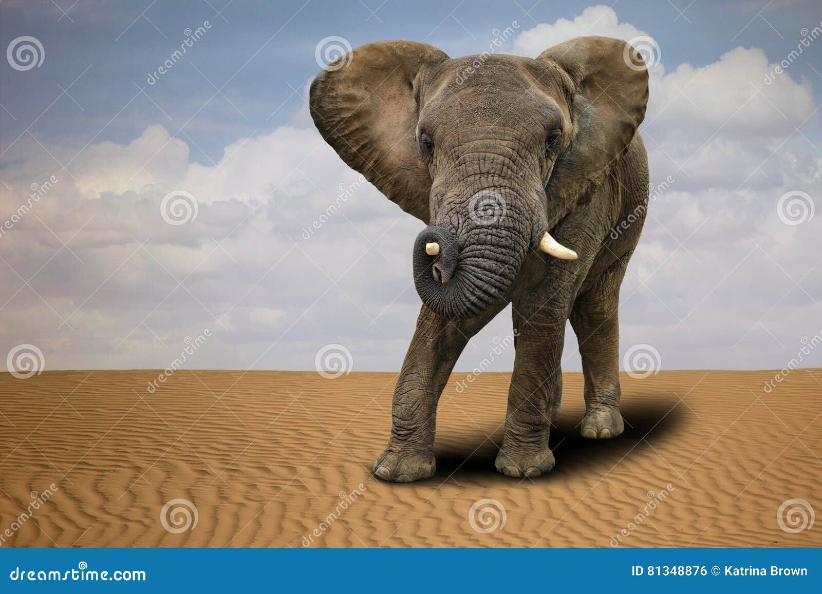 Lone African Elephant Outdoors in Daylight Stock Photo - Image of ...