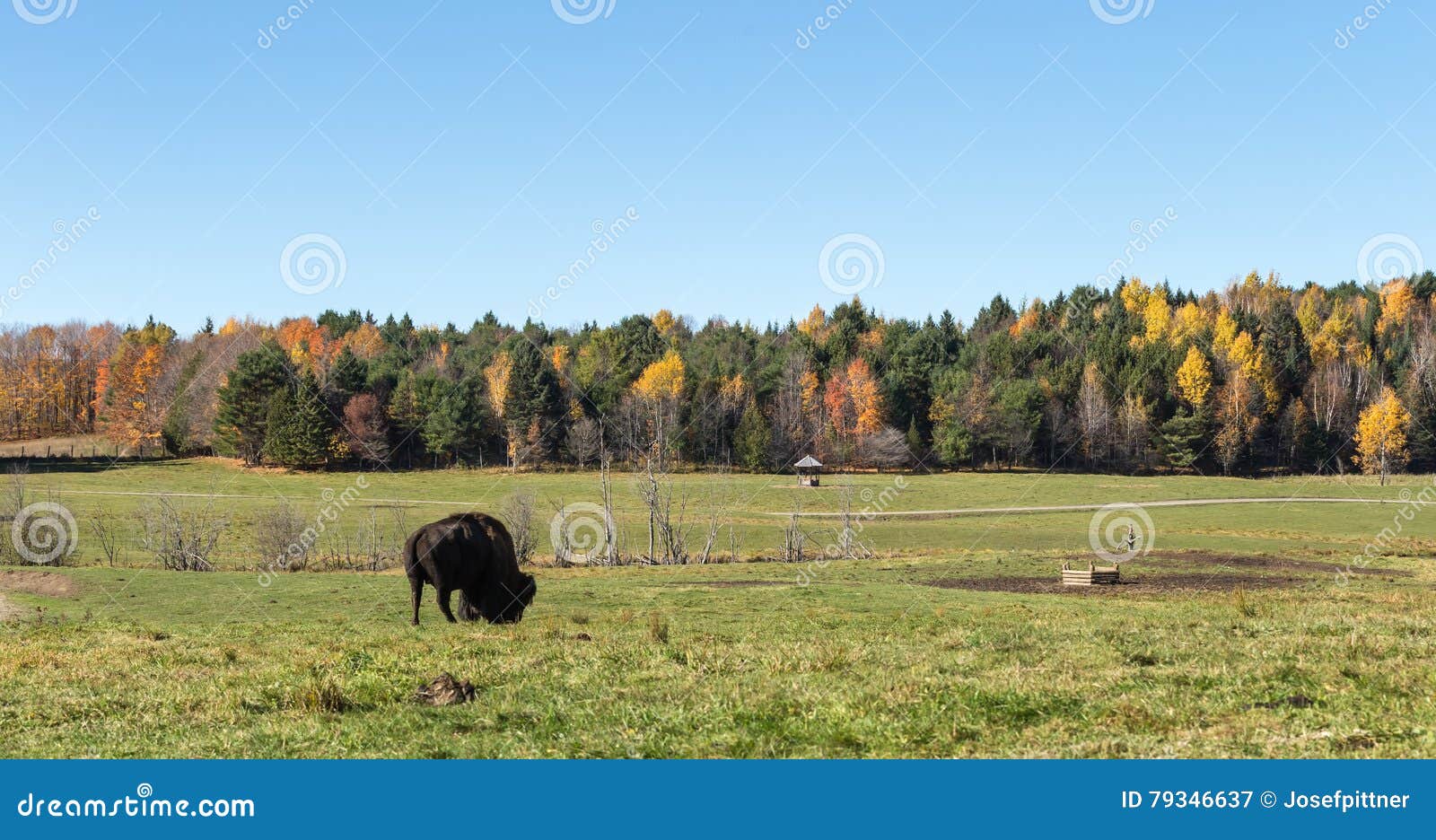 A Lone American Field Buffalo Stock Image - Image of horns, horizontal ...