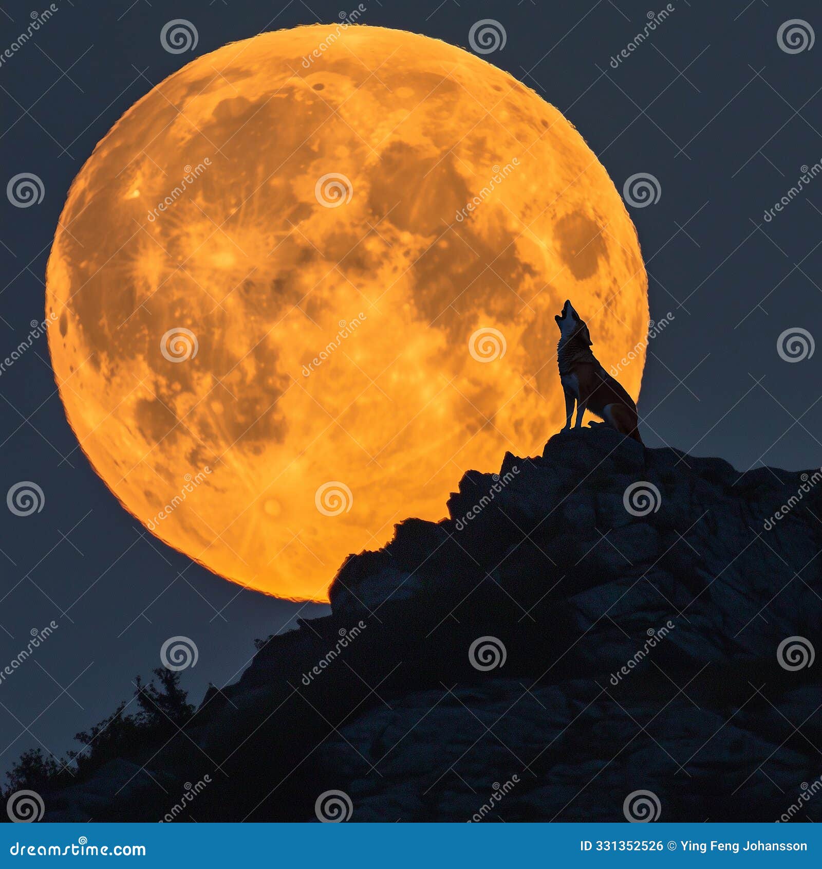 Lone Angry Wolf Howling In Dark Winter Night With Full Moon Royalty ...