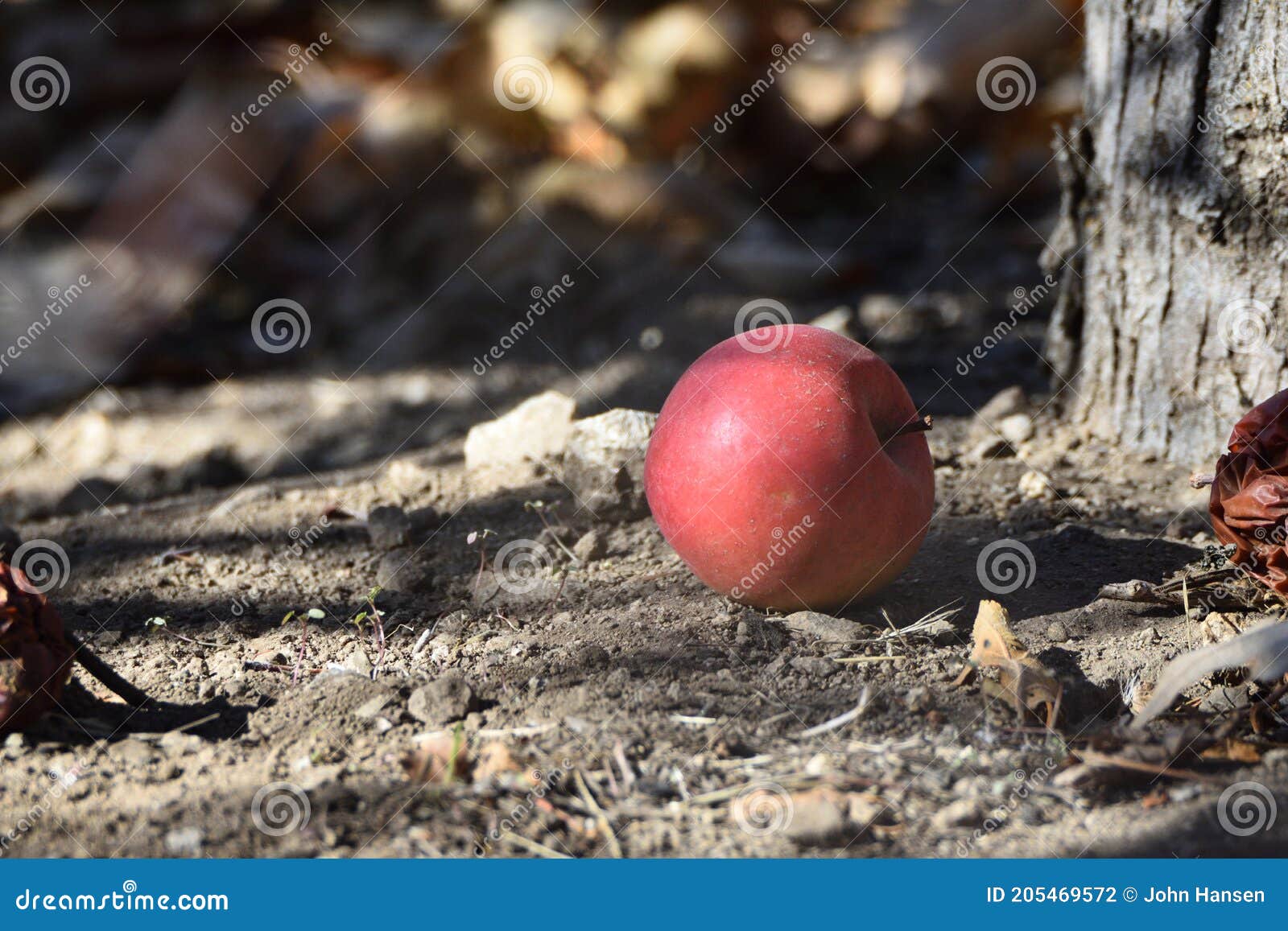 A lone apple stock photo. Image of dirt, outdoors, fell - 205469572