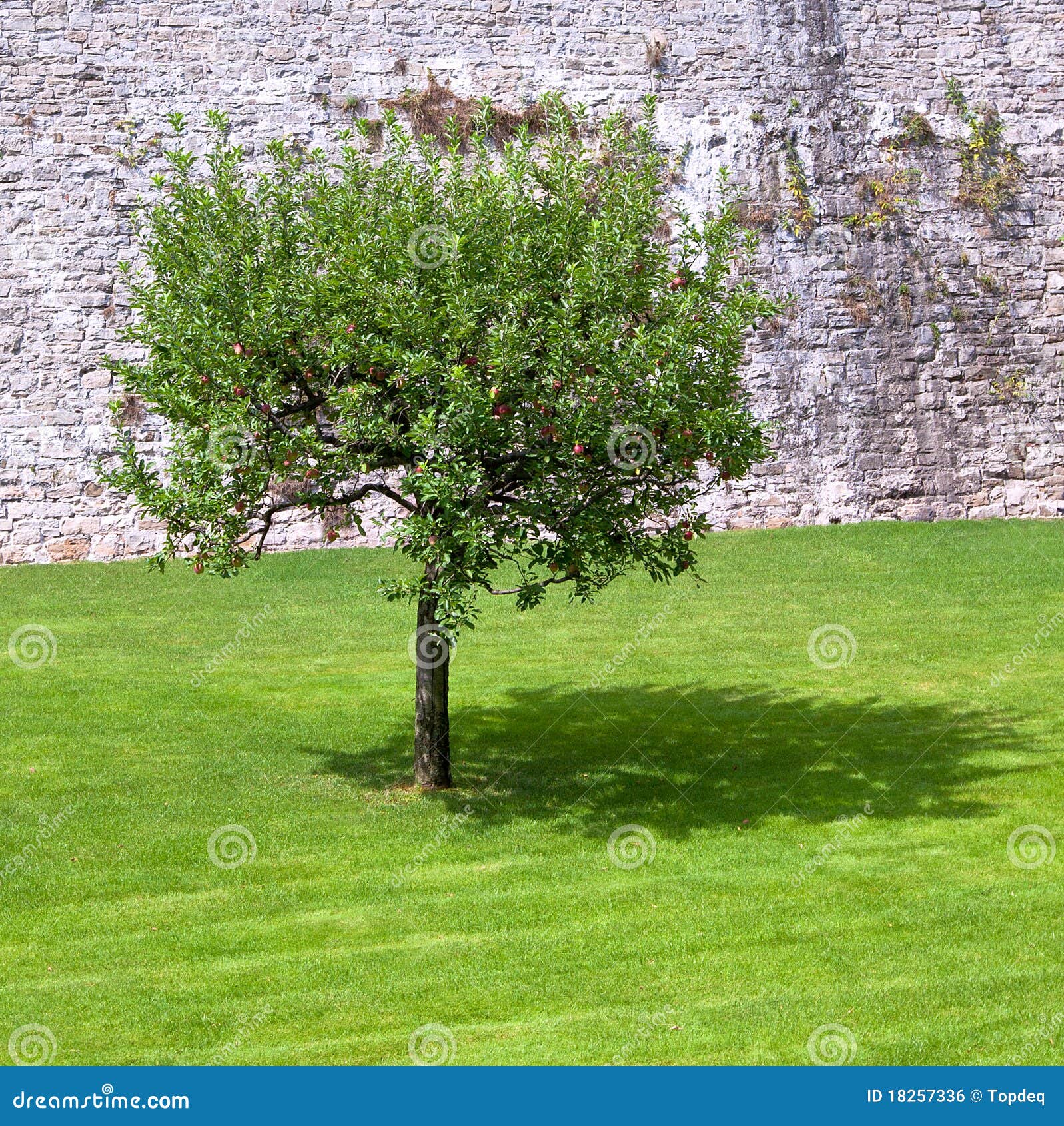 Lone Apple Tree and Its Shadow Stock Photo - Image of meadow, branch ...