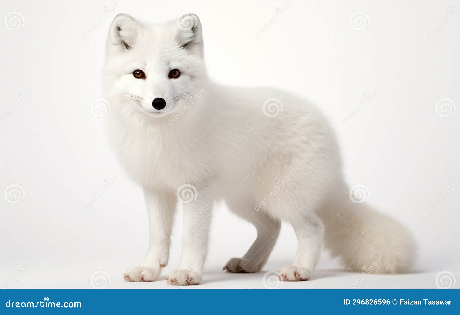 Lone Arctic Fox on a Blank White Canvas -Generative Ai Stock ...