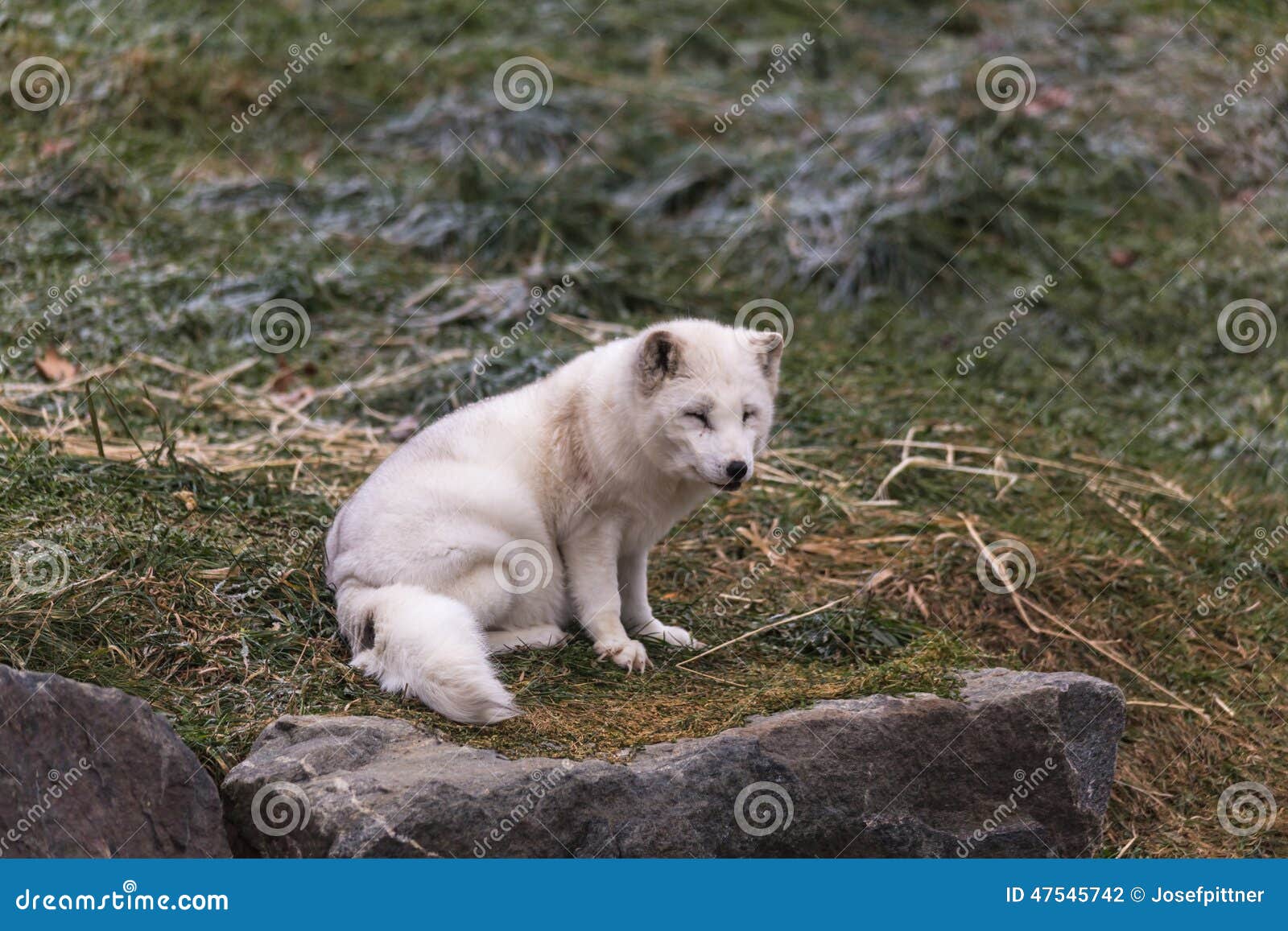 Lone Arctic Fox in a Grassy Environment Stock Photo - Image of ...