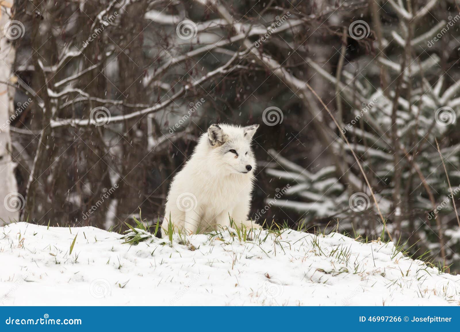 Lone Arctic Fox in a Winter Environment Stock Photo - Image of forest ...