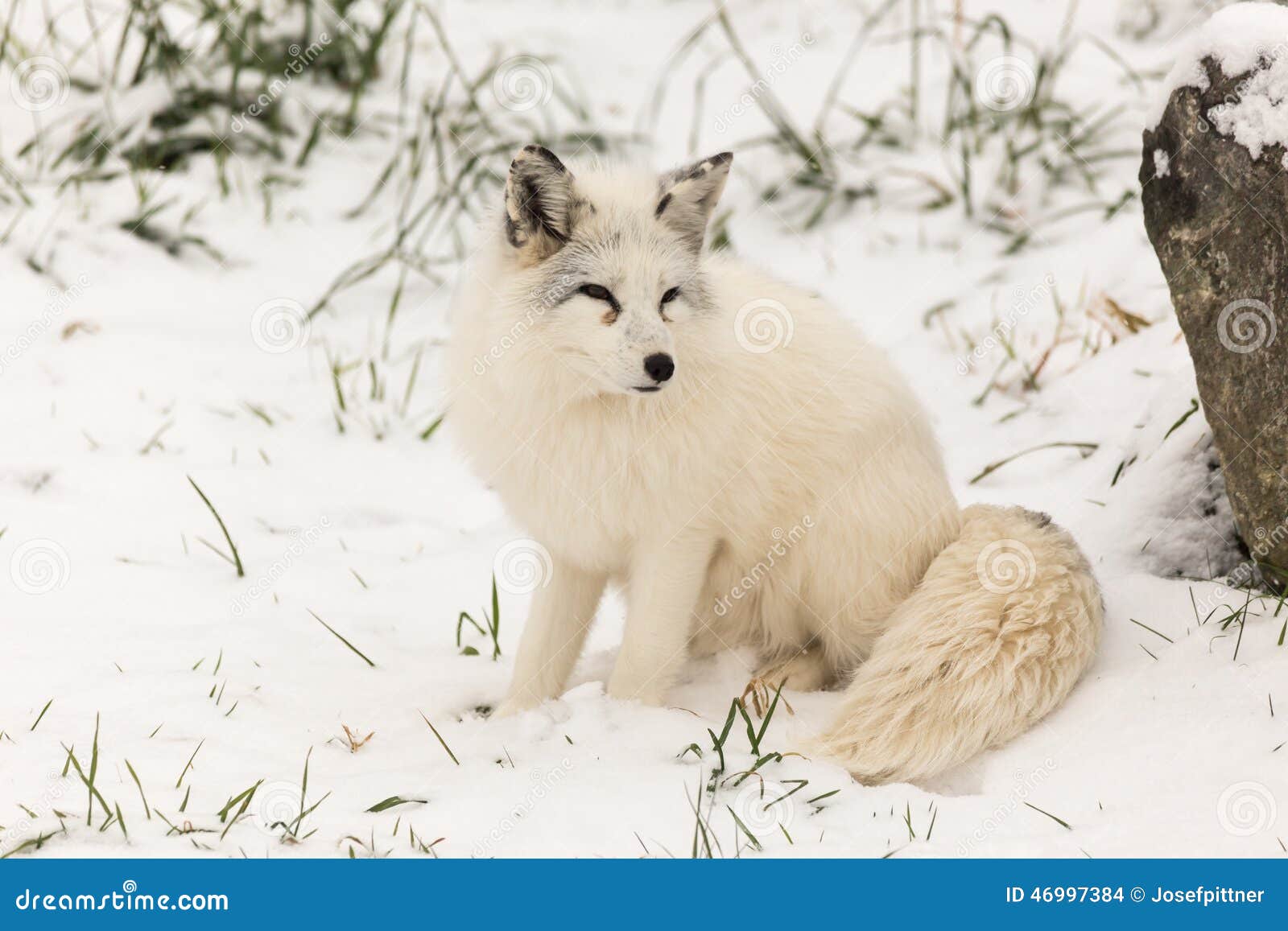 Lone Arctic Fox in a Winter Environment Stock Photo - Image of nose ...