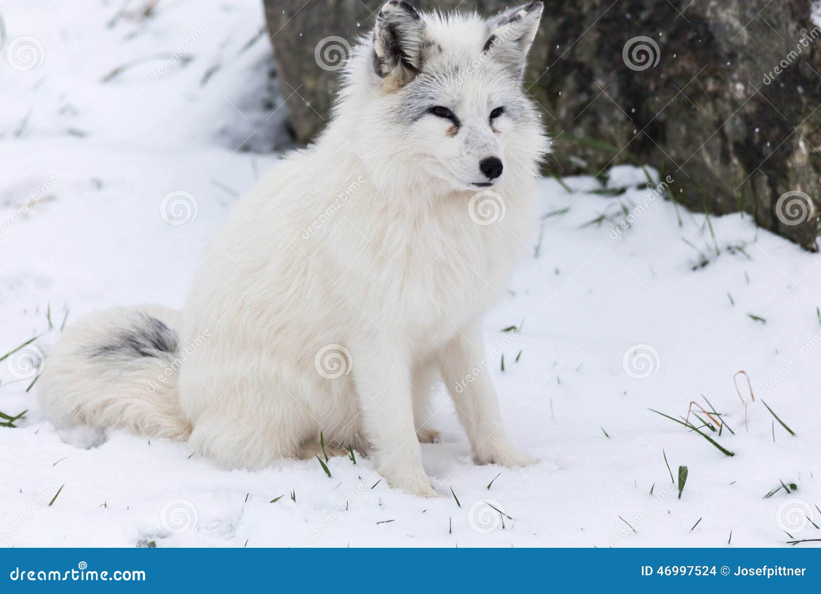 Lone Arctic Fox in a Winter Environment Stock Photo - Image of nature ...