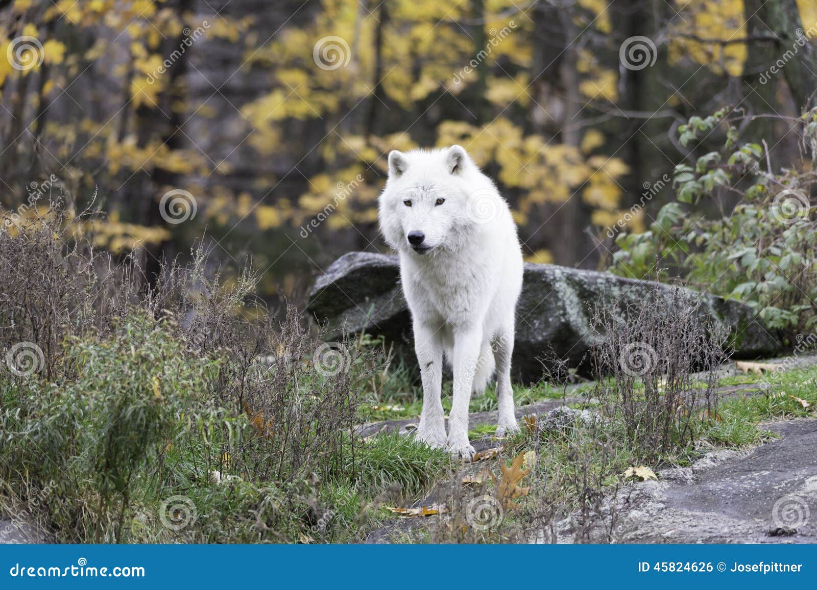 Lone Arctic Wolf in a Fall, Forest Environment Stock Photo - Image of ...