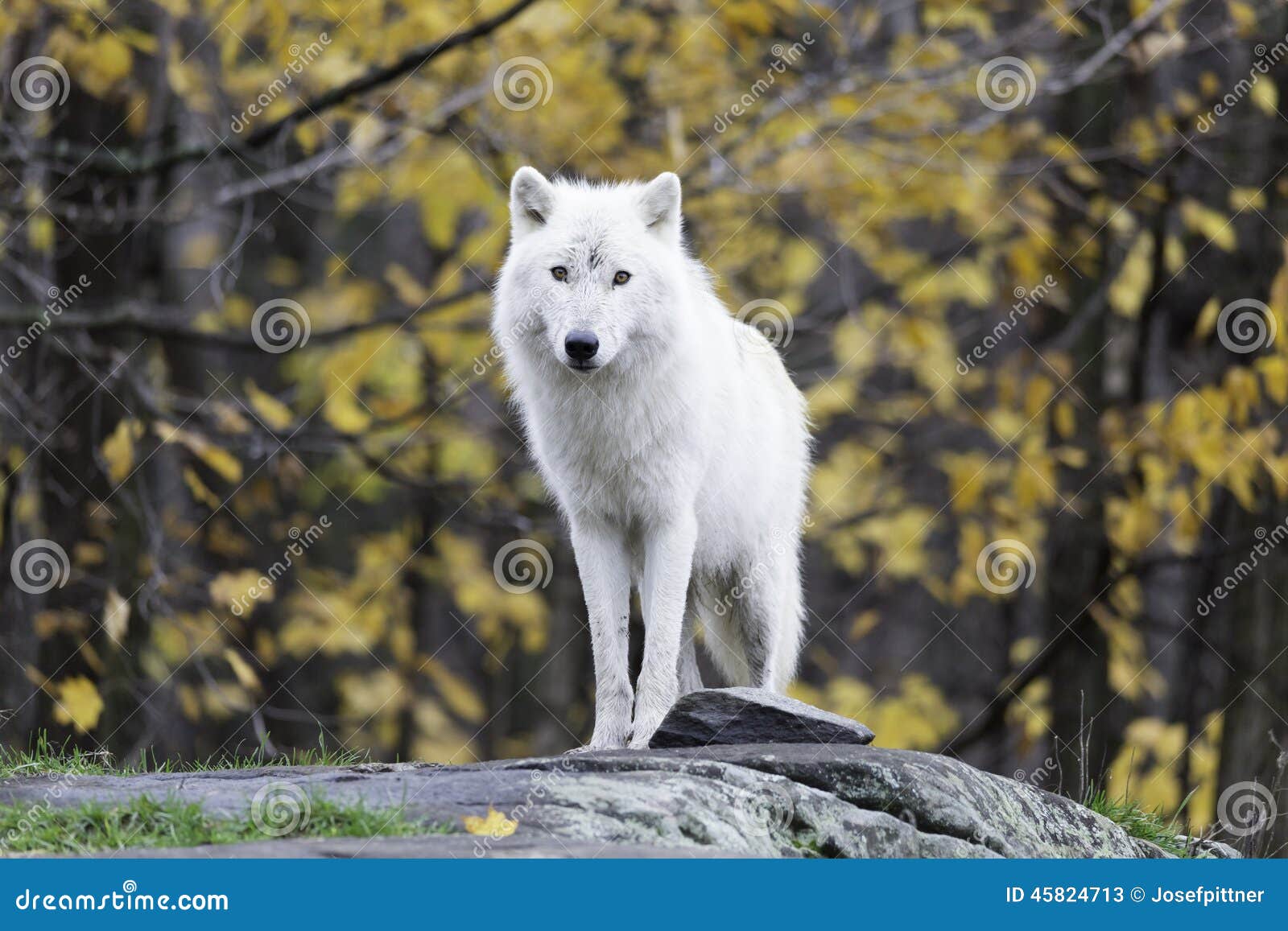 Lone Arctic Wolf in a Fall, Forest Environment Stock Image - Image of ...