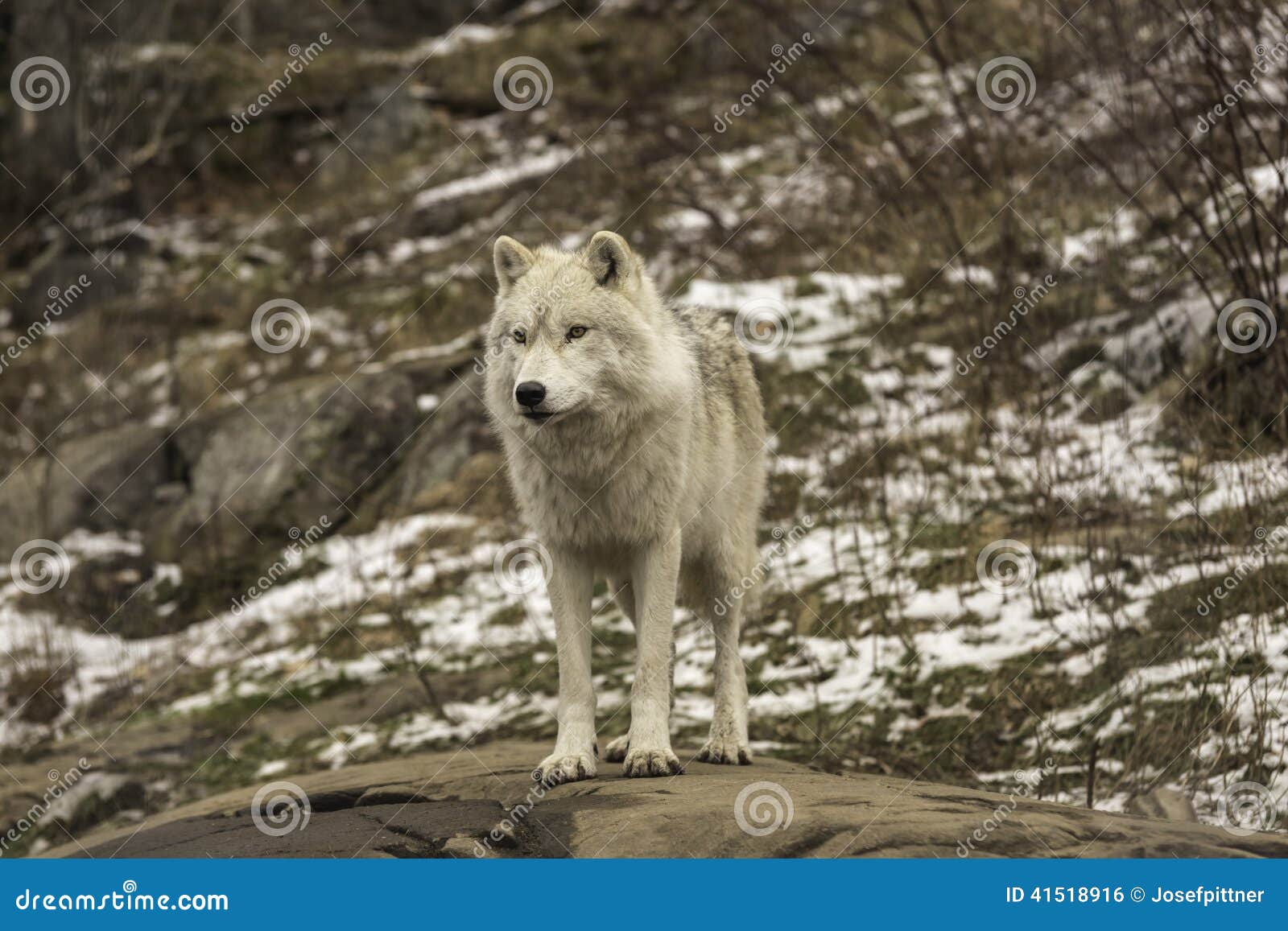 A lone Arctic Wolf in fall stock photo. Image of fall - 41518916