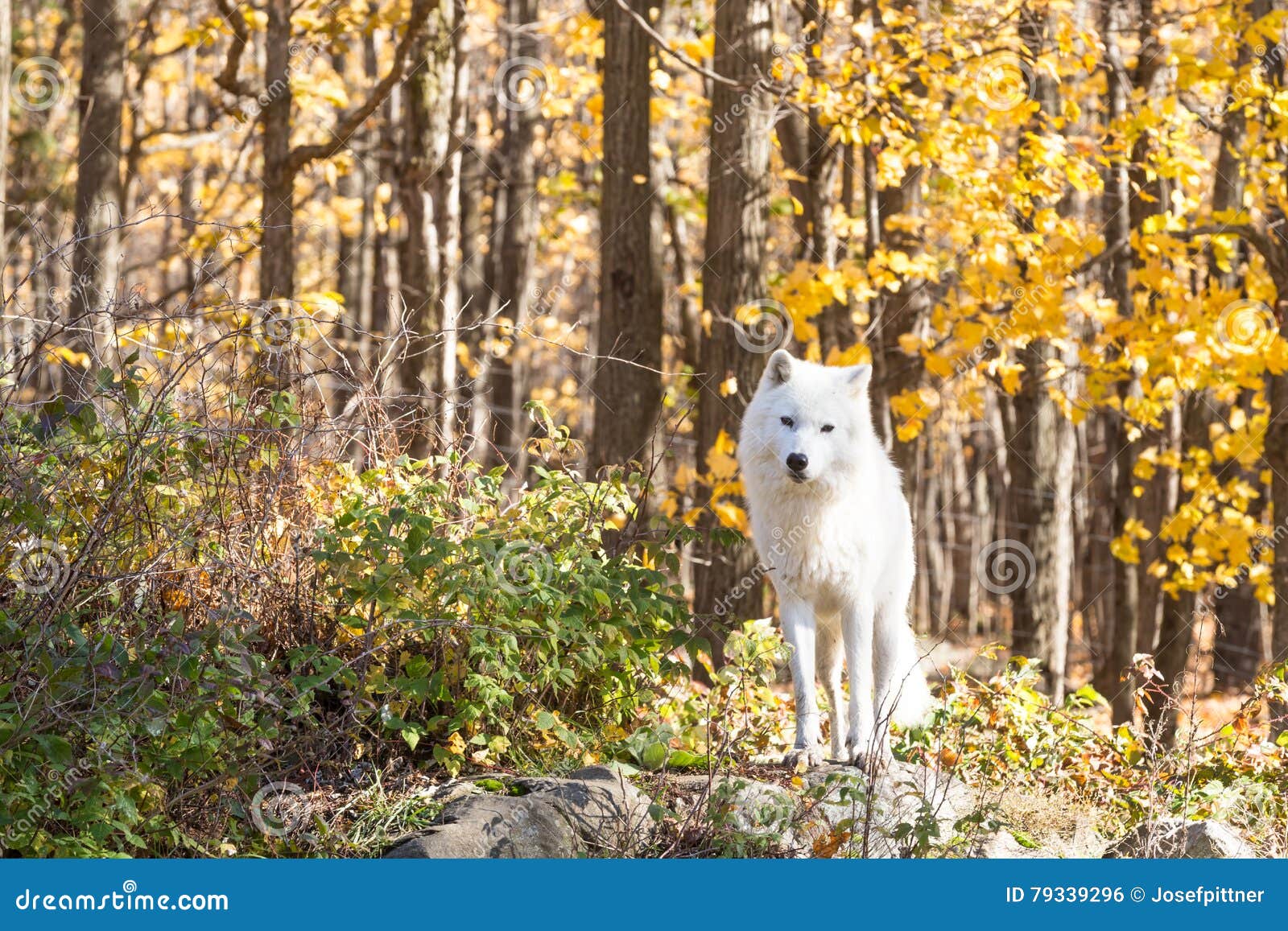 A Lone Arctic Wolf in the Fall Woods Stock Photo - Image of pose, copy ...