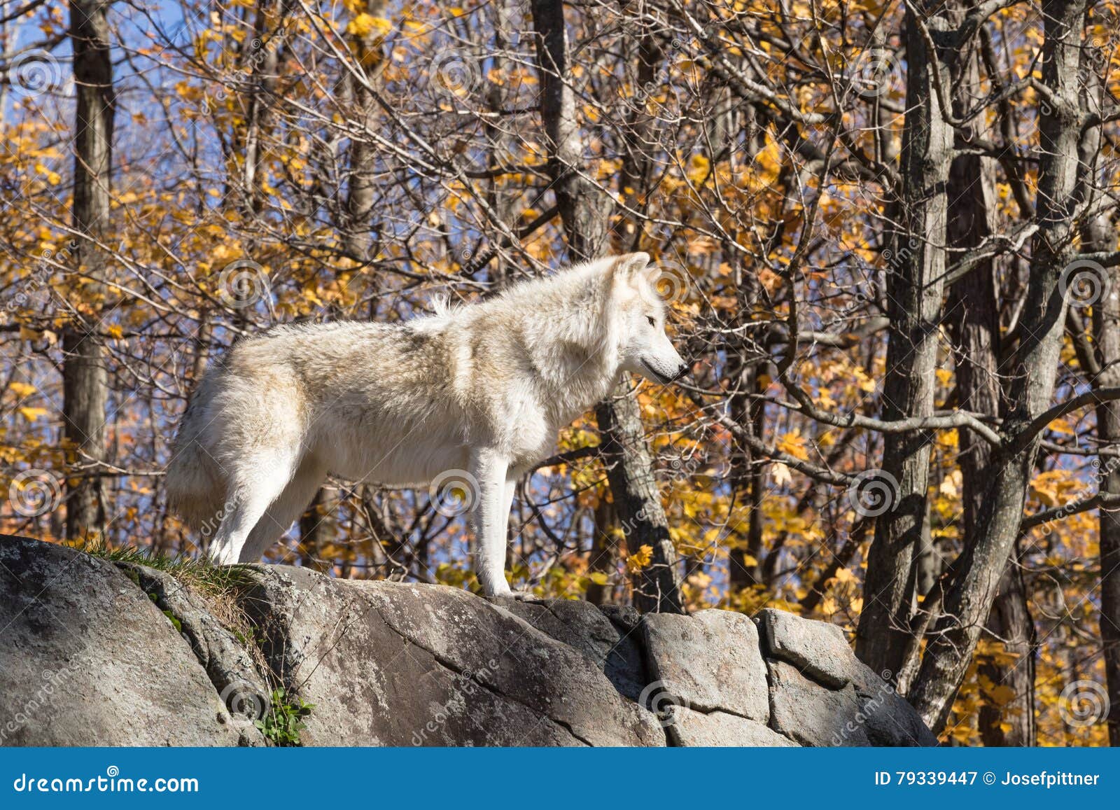 A Lone Arctic Wolf in the Fall Woods Stock Image - Image of polar ...