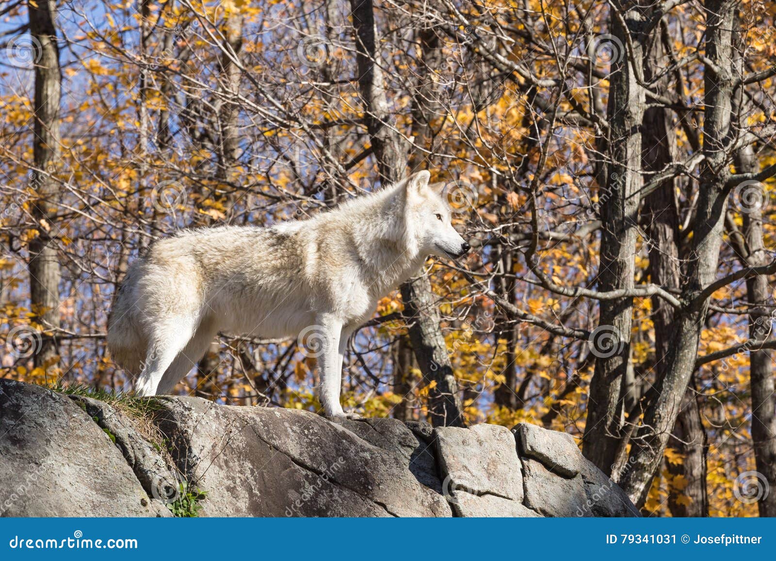 A Lone Arctic Wolf in the Fall Woods Stock Image - Image of grey ...