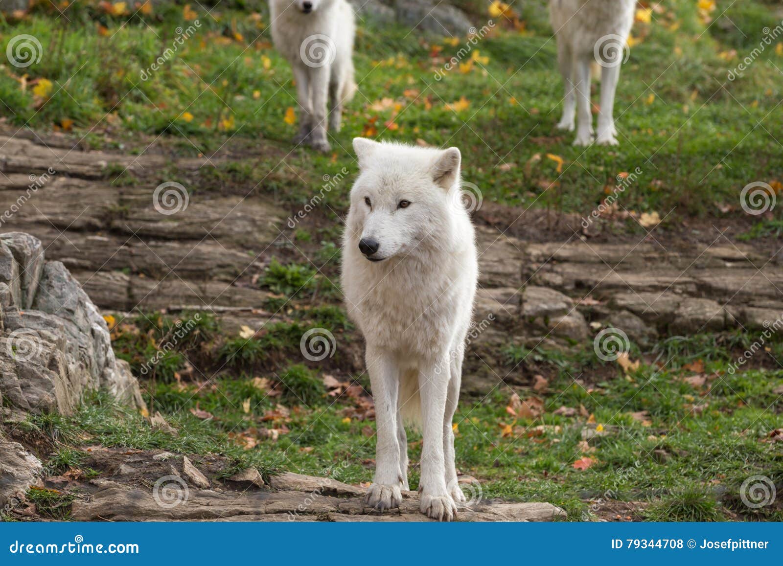 A Lone Arctic Wolf in the Fall Woods Stock Photo - Image of grey, eyes ...