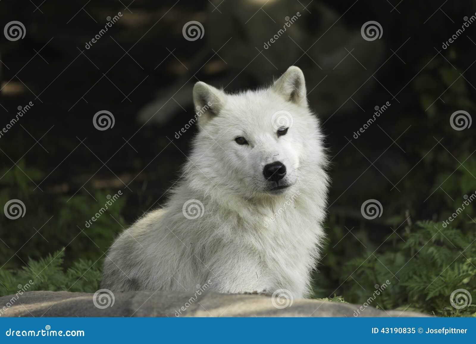 A Lone Arctic Wolf Resting on a Rock Stock Image - Image of furry ...
