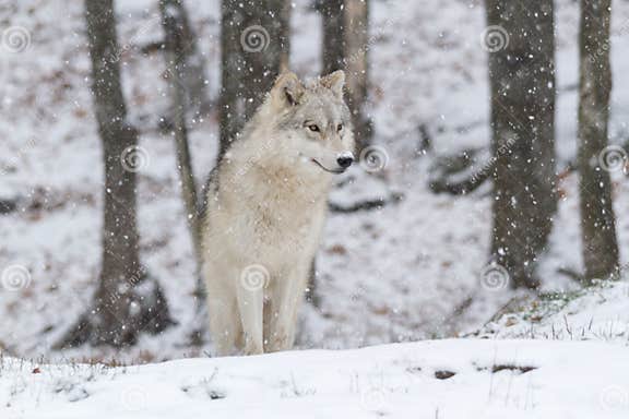 Lone Arctic Wolf in a Winter Scene Stock Photo - Image of gray, grey ...