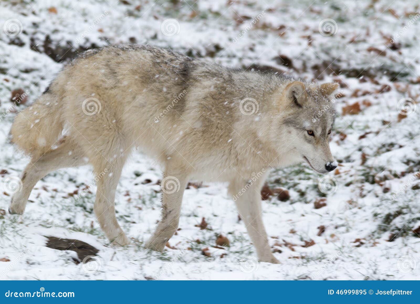 A Lone Arctic Wolf in a Winter SceneLone Arctic Wolf in a Winter Scene ...