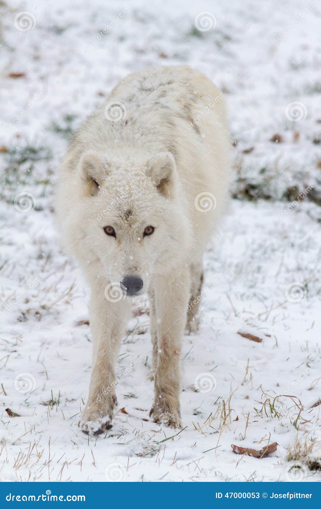 A Lone Arctic Wolf in a Winter SceneLone Arctic Wolf in a Winter Scene ...