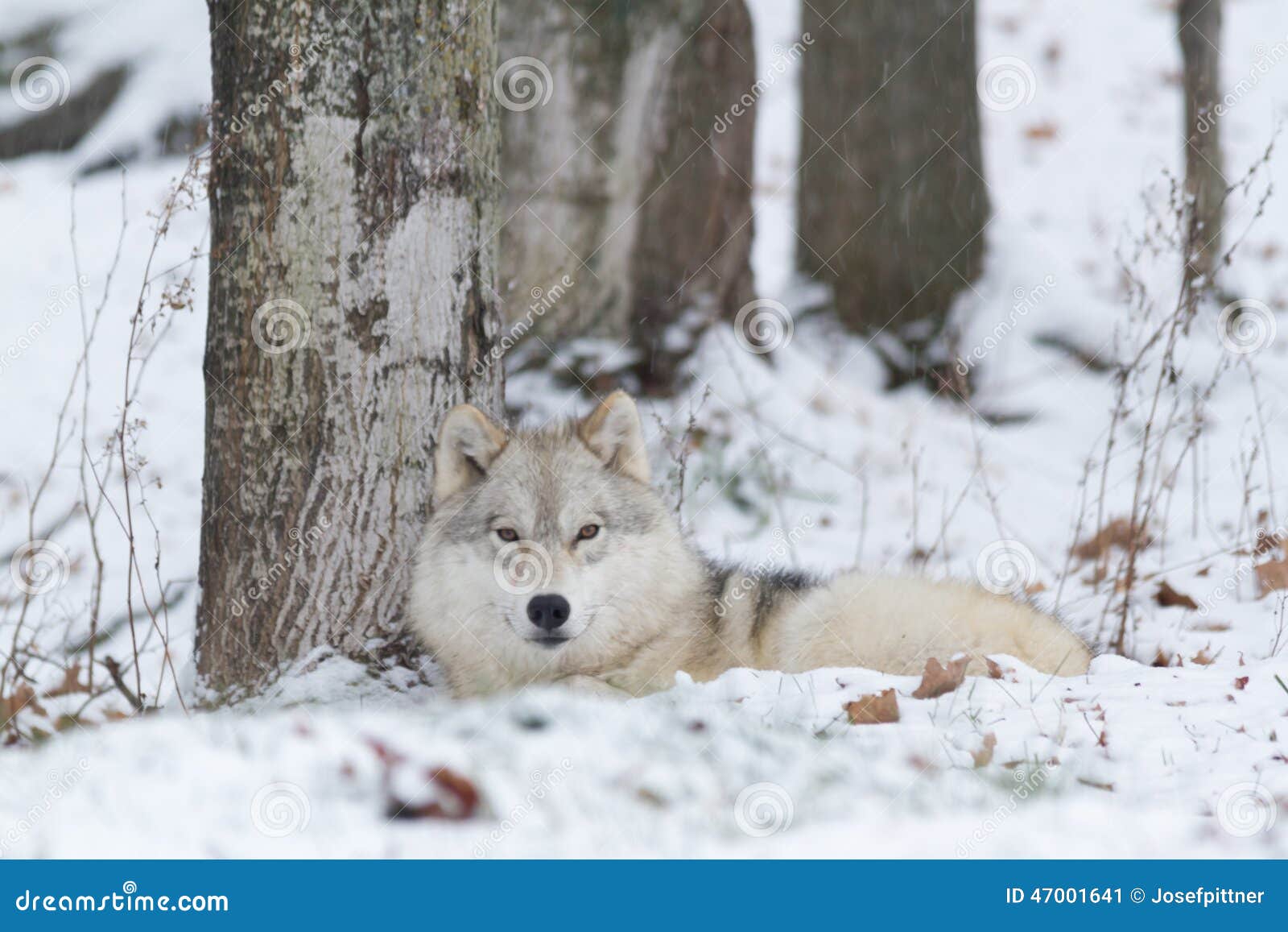 A Lone Arctic Wolf In A Winter SceneLone Arctic Wolf In A Winter Scene ...