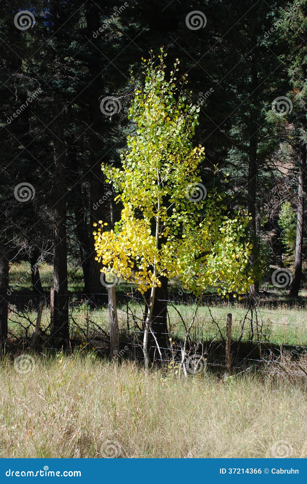 Lone Aspen in Colorado stock photo. Image of orange, pine - 37214366